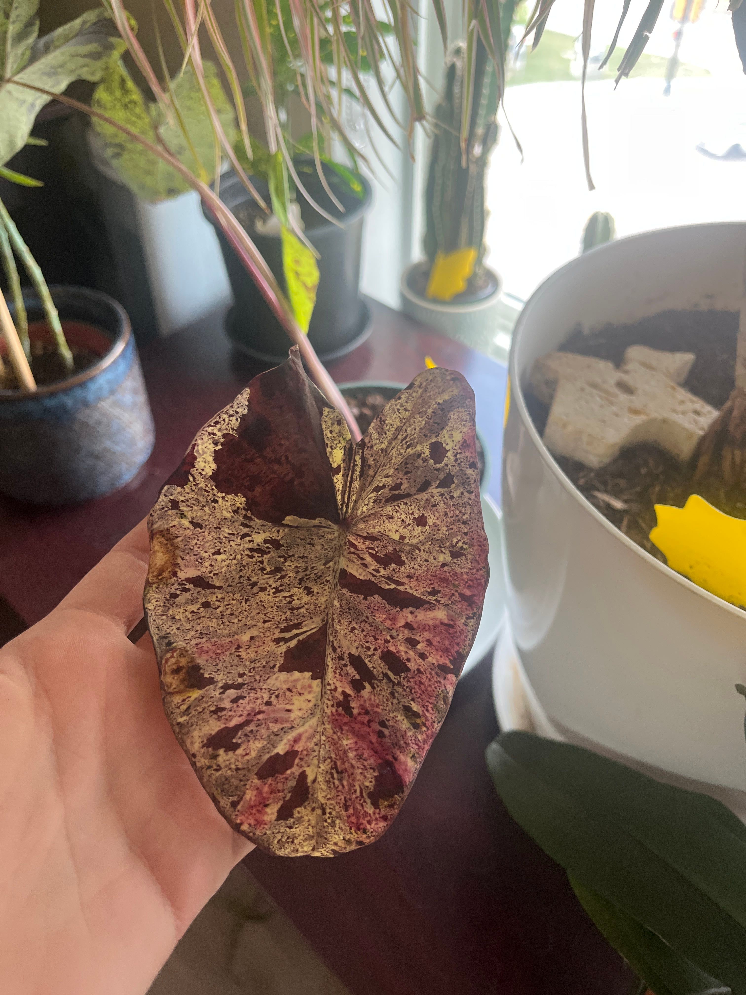 5 Secrets to Successfully Grow Giant Elephant Ear 🐘