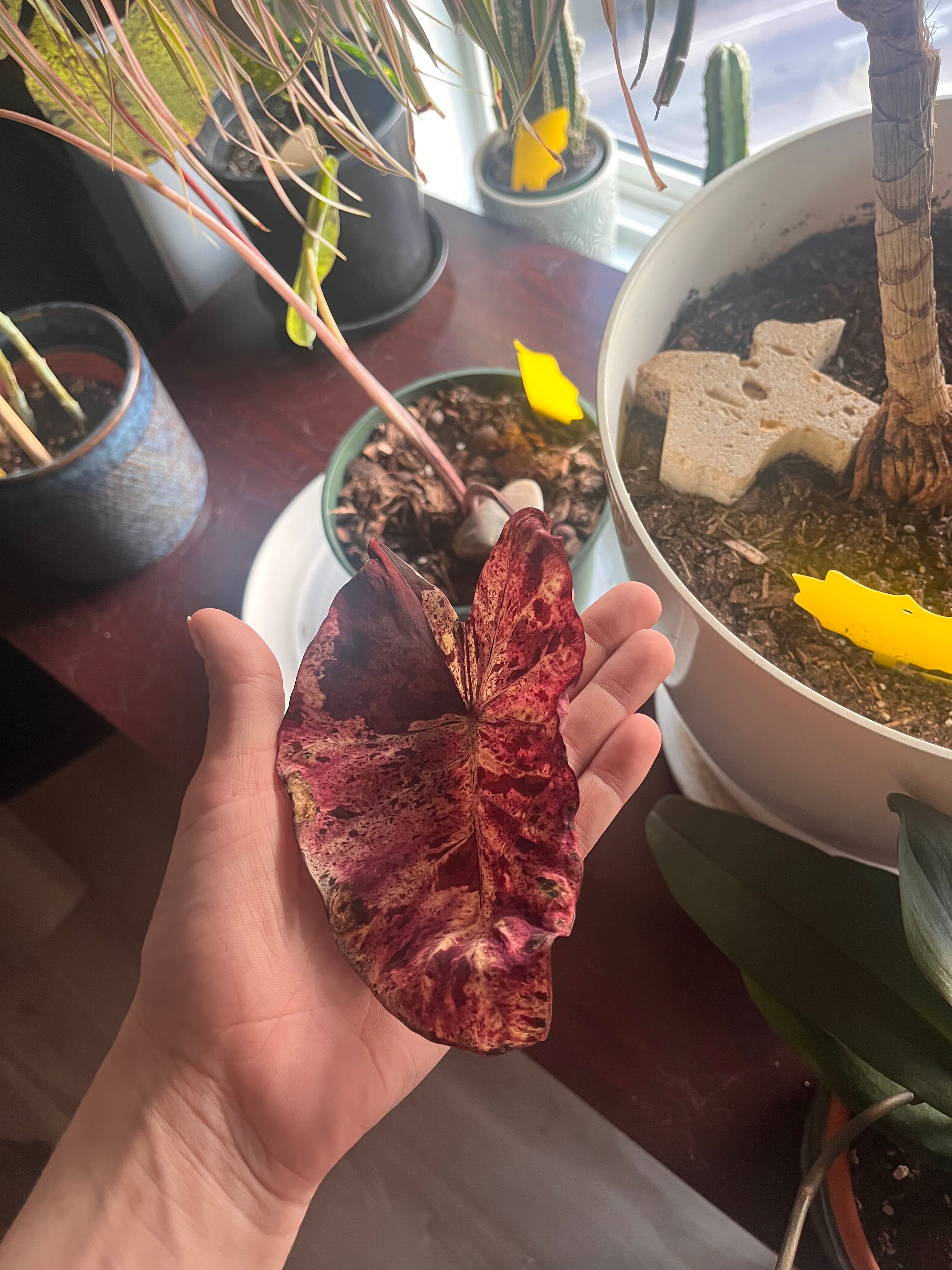 5 Secrets to Successfully Grow Giant Elephant Ear 🐘