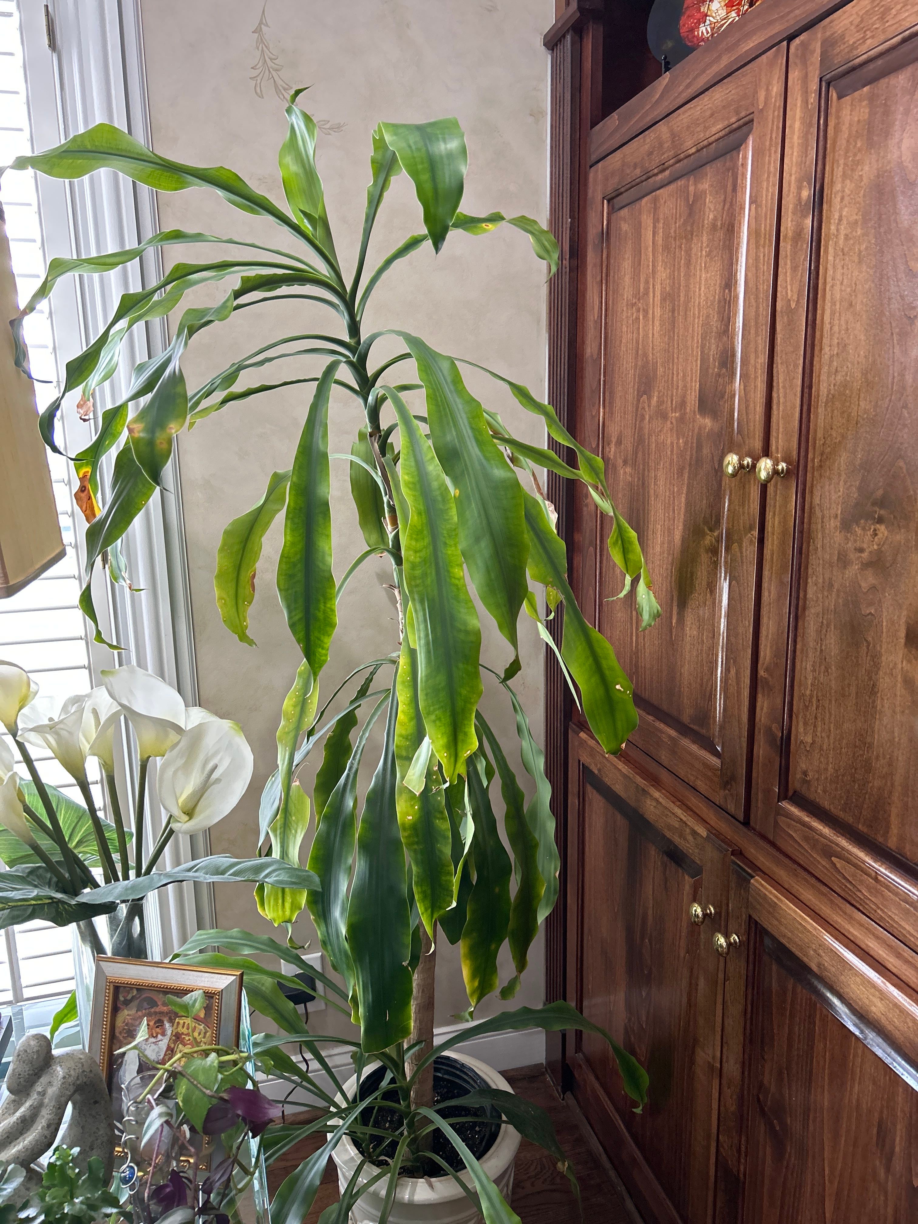 Black Spots on My Cornstalk Dracaena Leaves