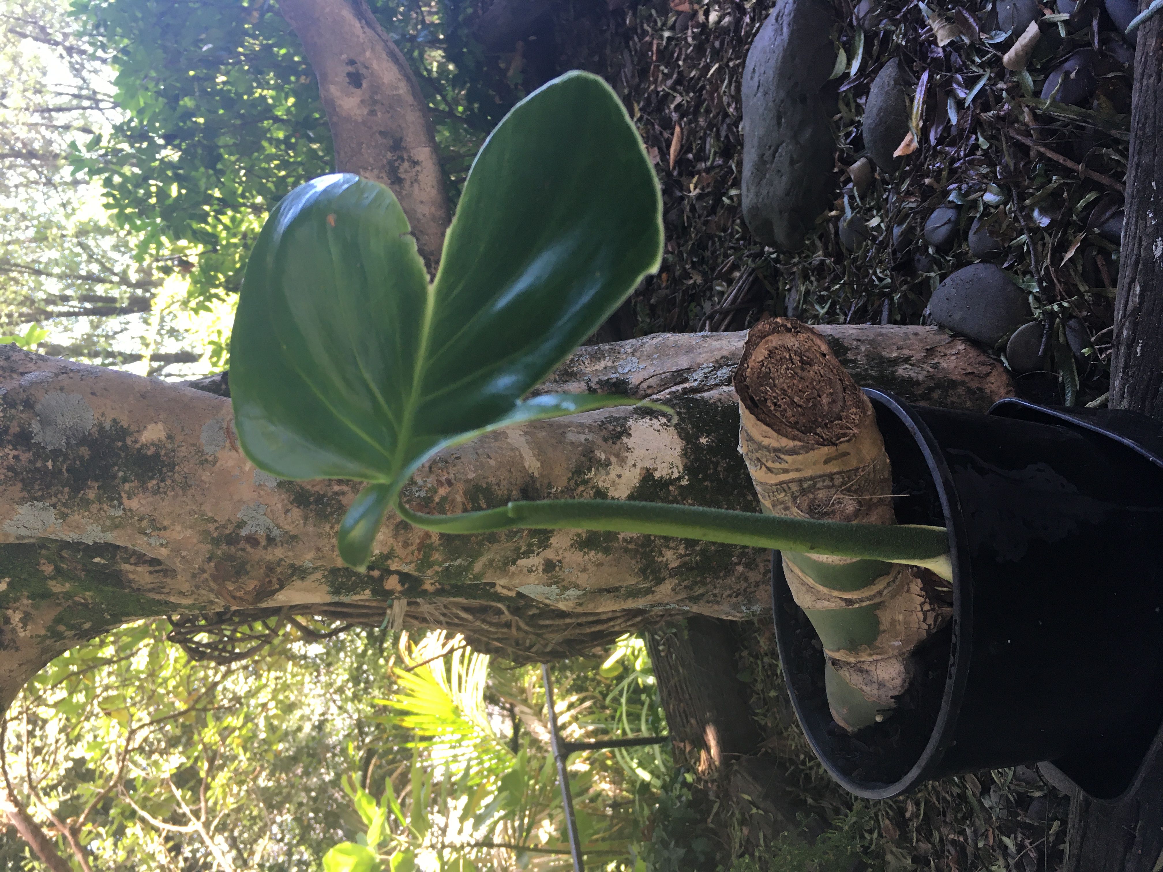 Share your Southern California outdoor plants!