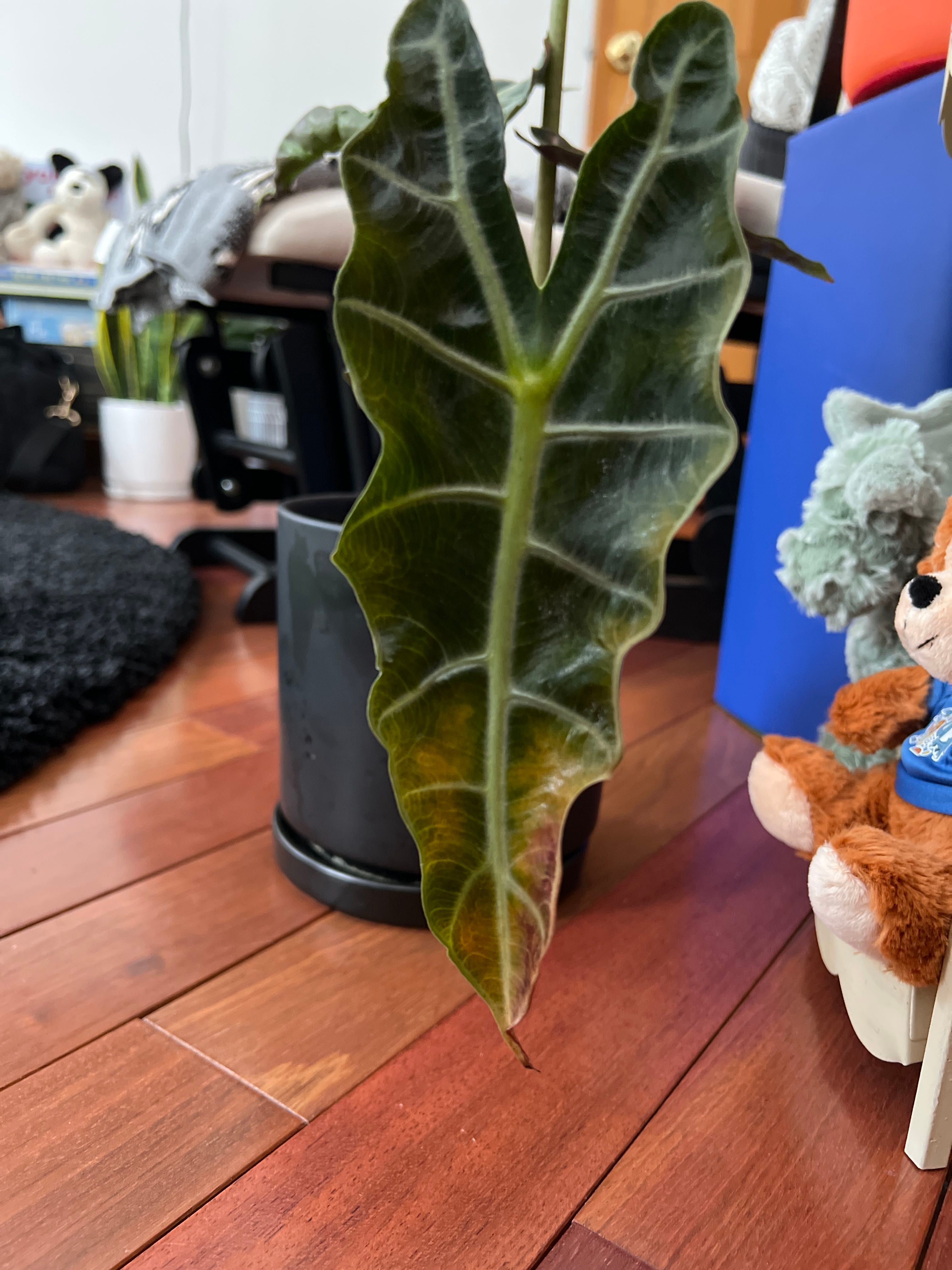 Kris Plant Care 101: Water, Light & Growing Tips