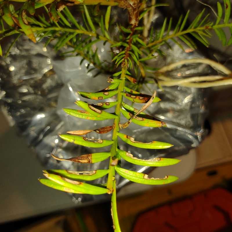 🌳 5 Secrets to Successfully Grow Dawn Redwood