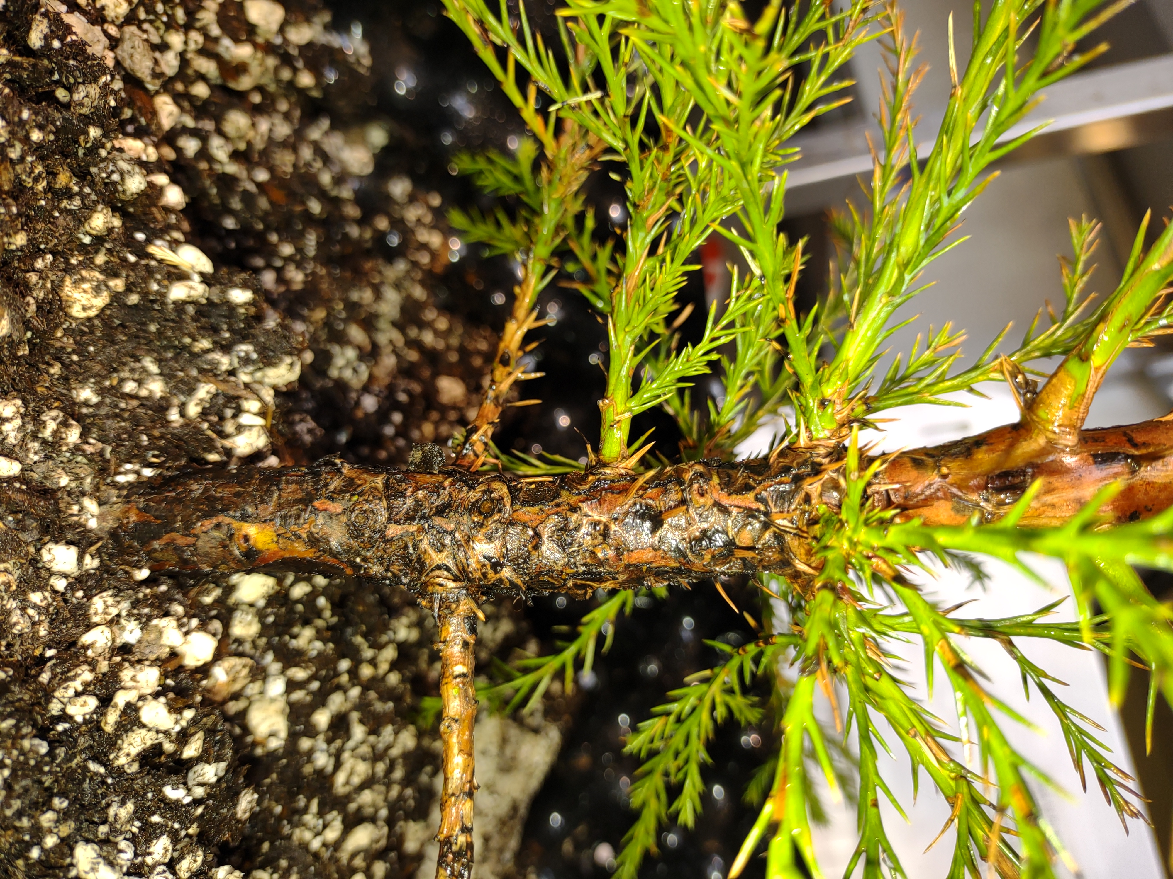 Keep Your Giant Sequoia Alive: Light, Water & Care Instructions