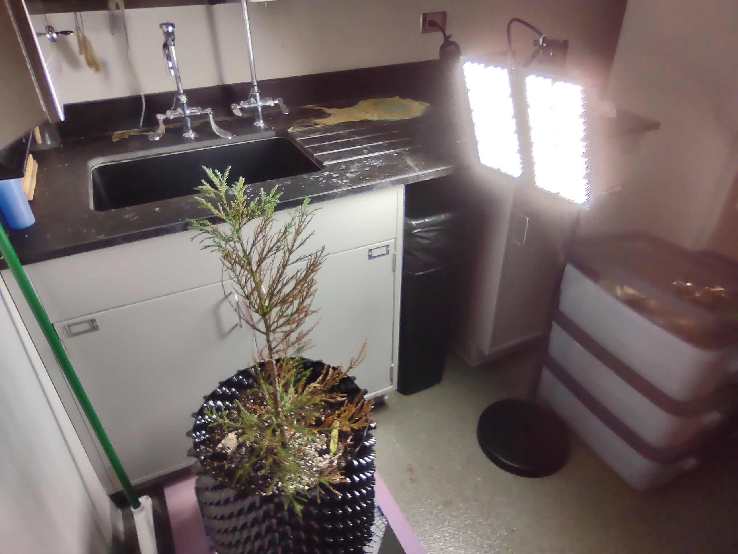 Keep Your Giant Sequoia Alive: Light, Water & Care Instructions