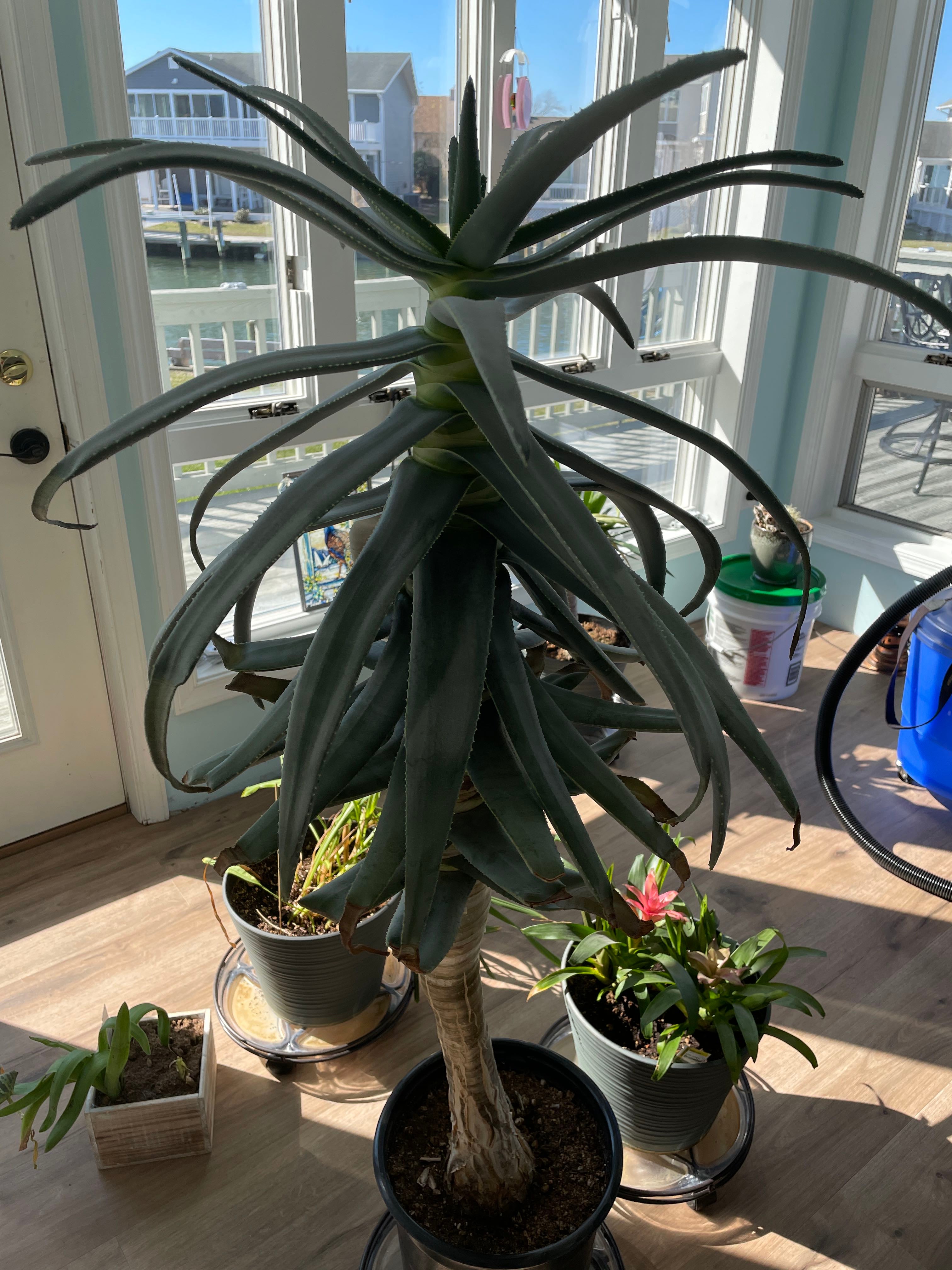 9 Essential Steps to Grow Healthy Quiver Tree 🌳