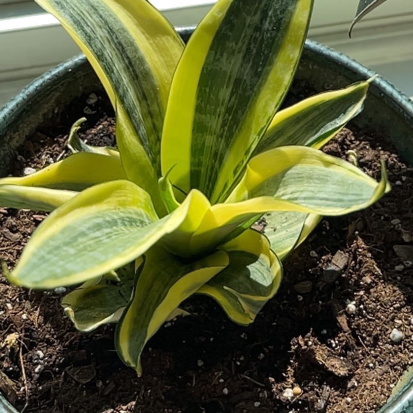 Best Soil for Jaboa Snake Plant