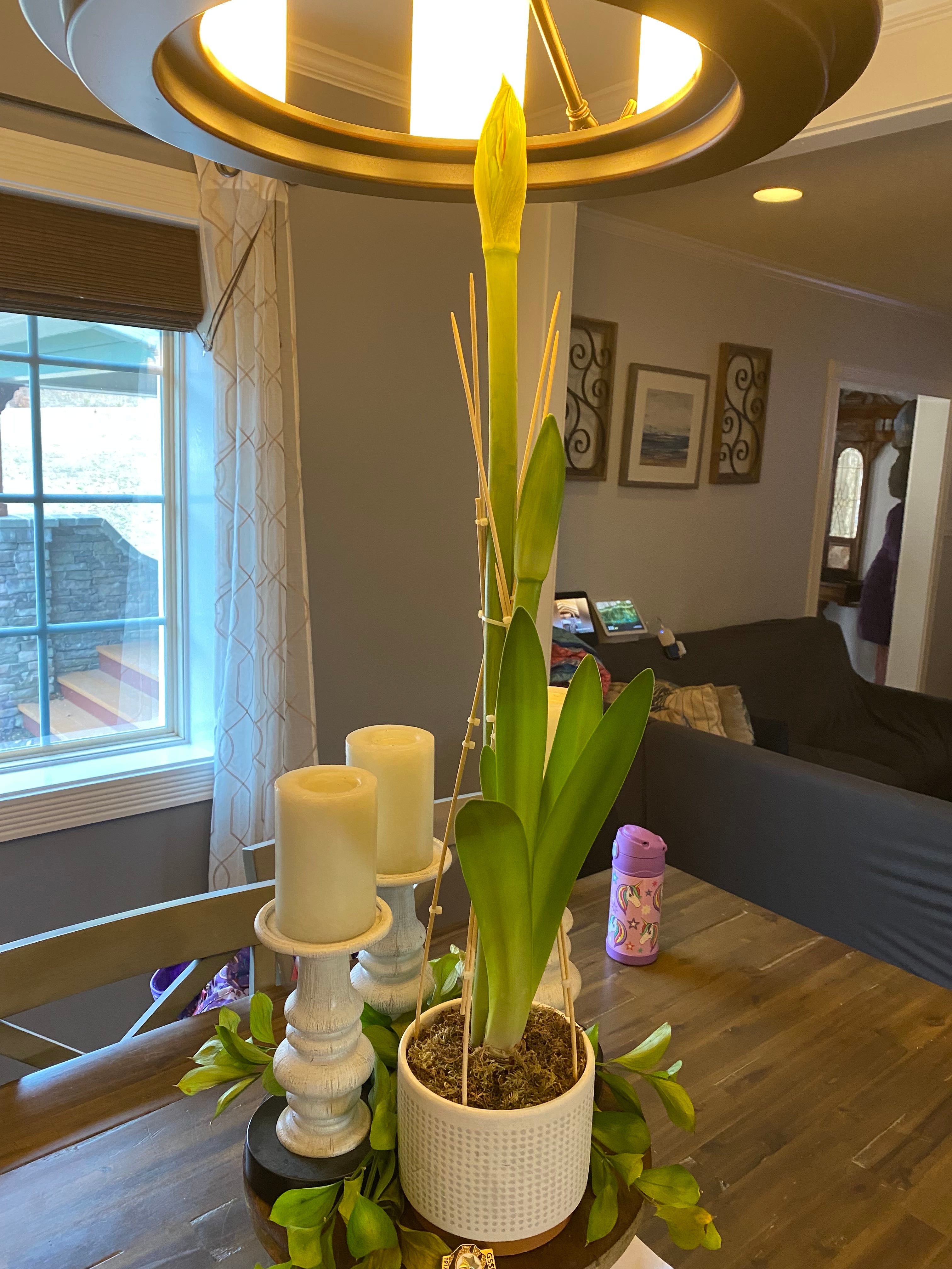 Minerva Amaryllis Plant Care: Water, Light, Nutrients | Greg App 🌱