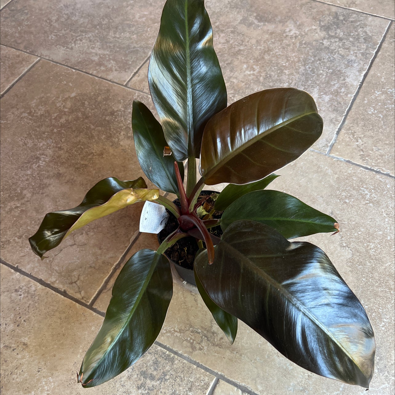 Propagating Philodendron 'Red Congo': The Ultimate Guide
