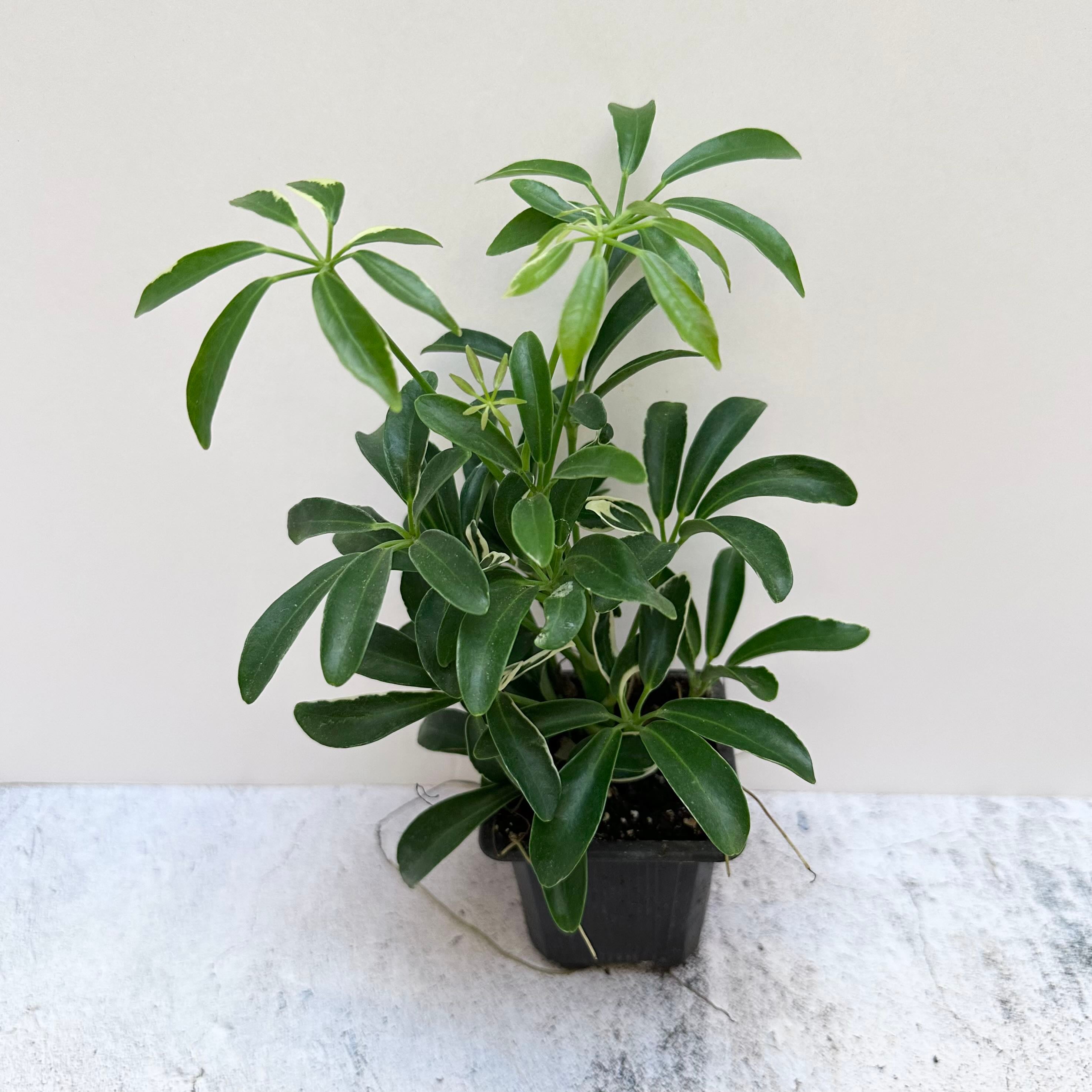 10 Benefits of Having a Variegated Dwarf Umbrella Tree