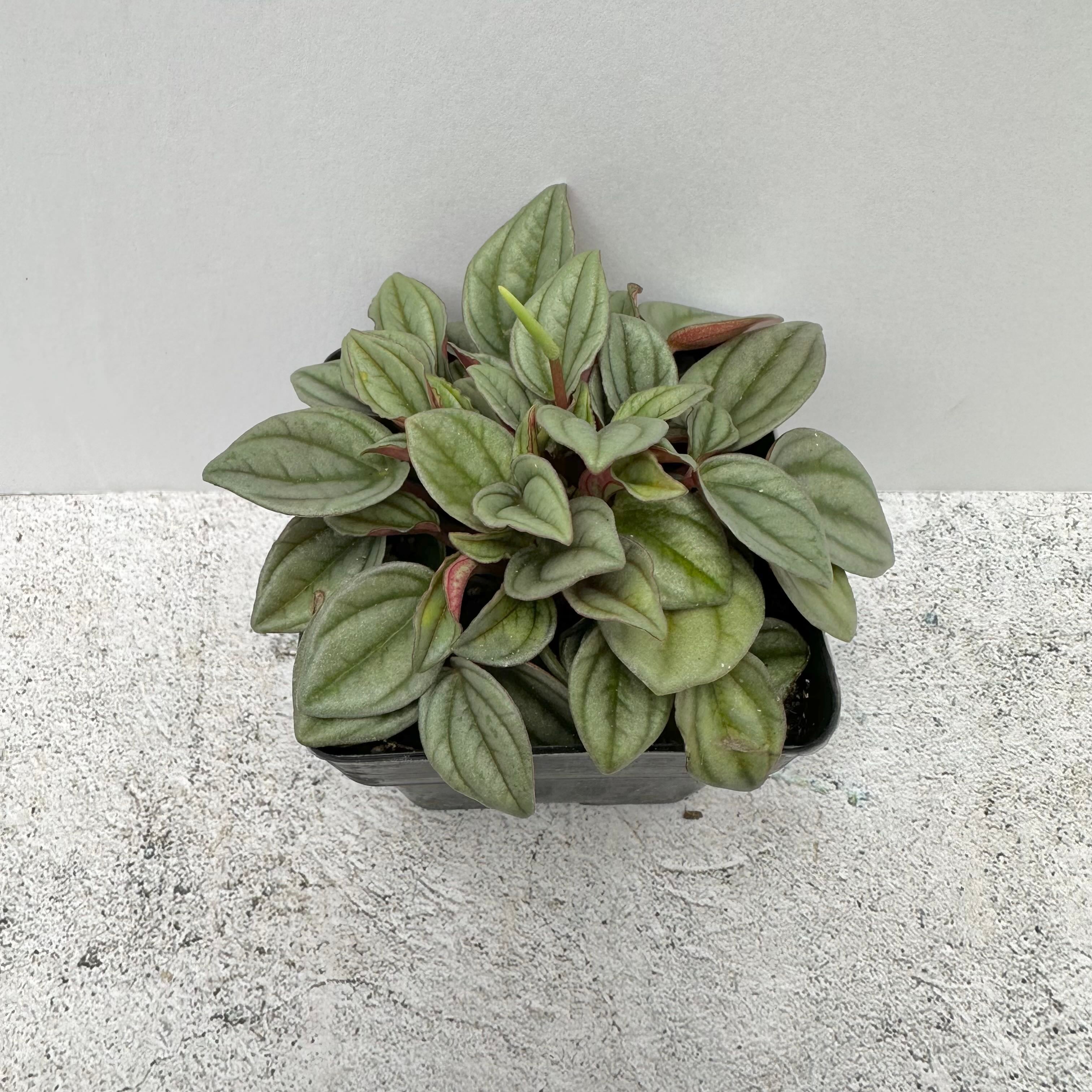 Silver Frost Peperomia Is Not Toxic To Humans