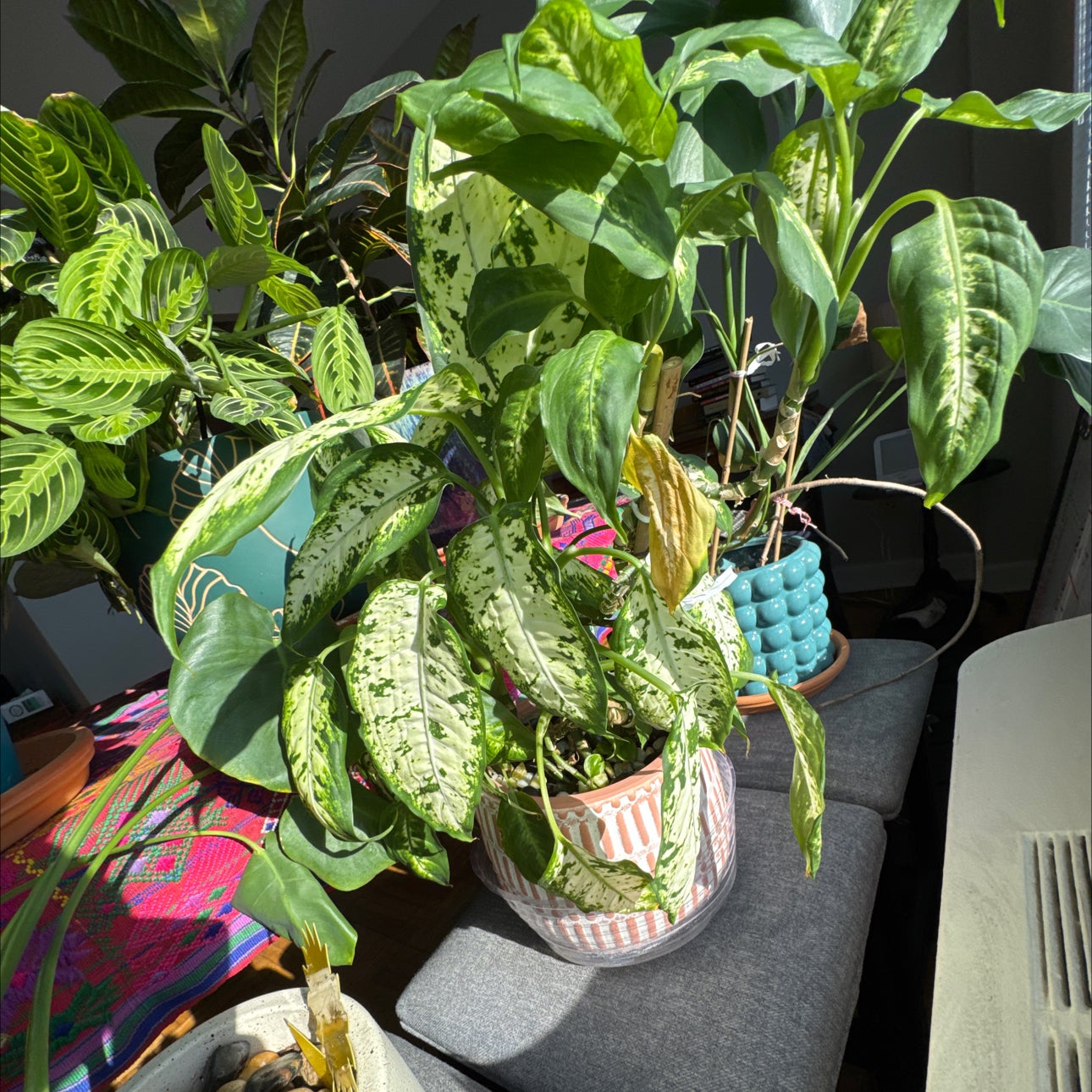 How to Care for Moonlight Dumb Cane: Mastering Water, Sunlight & More