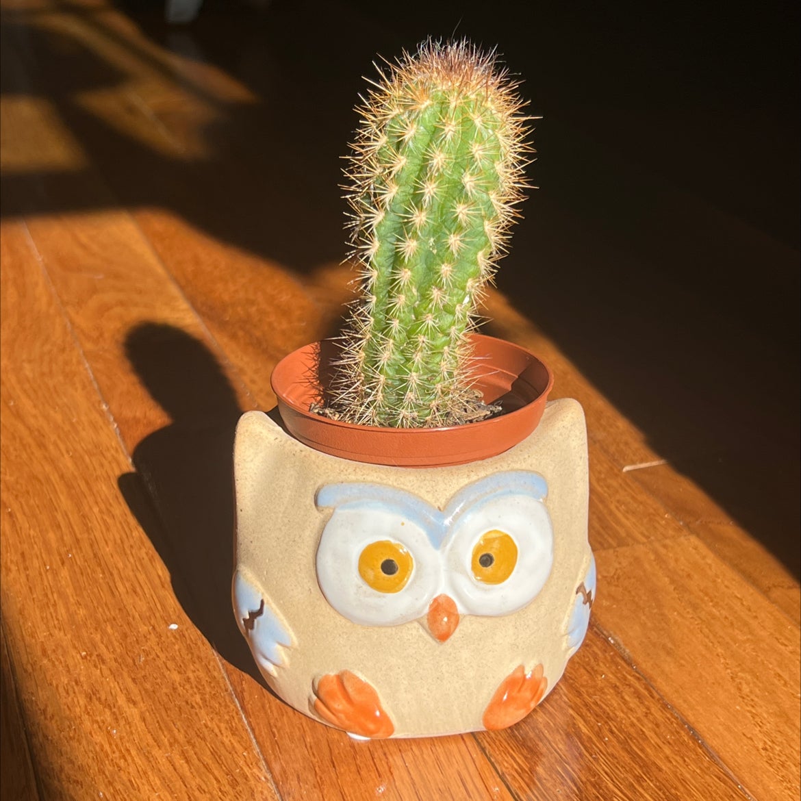 🌵 Why Are My Mexican Giant Cardon Leaves Curling?