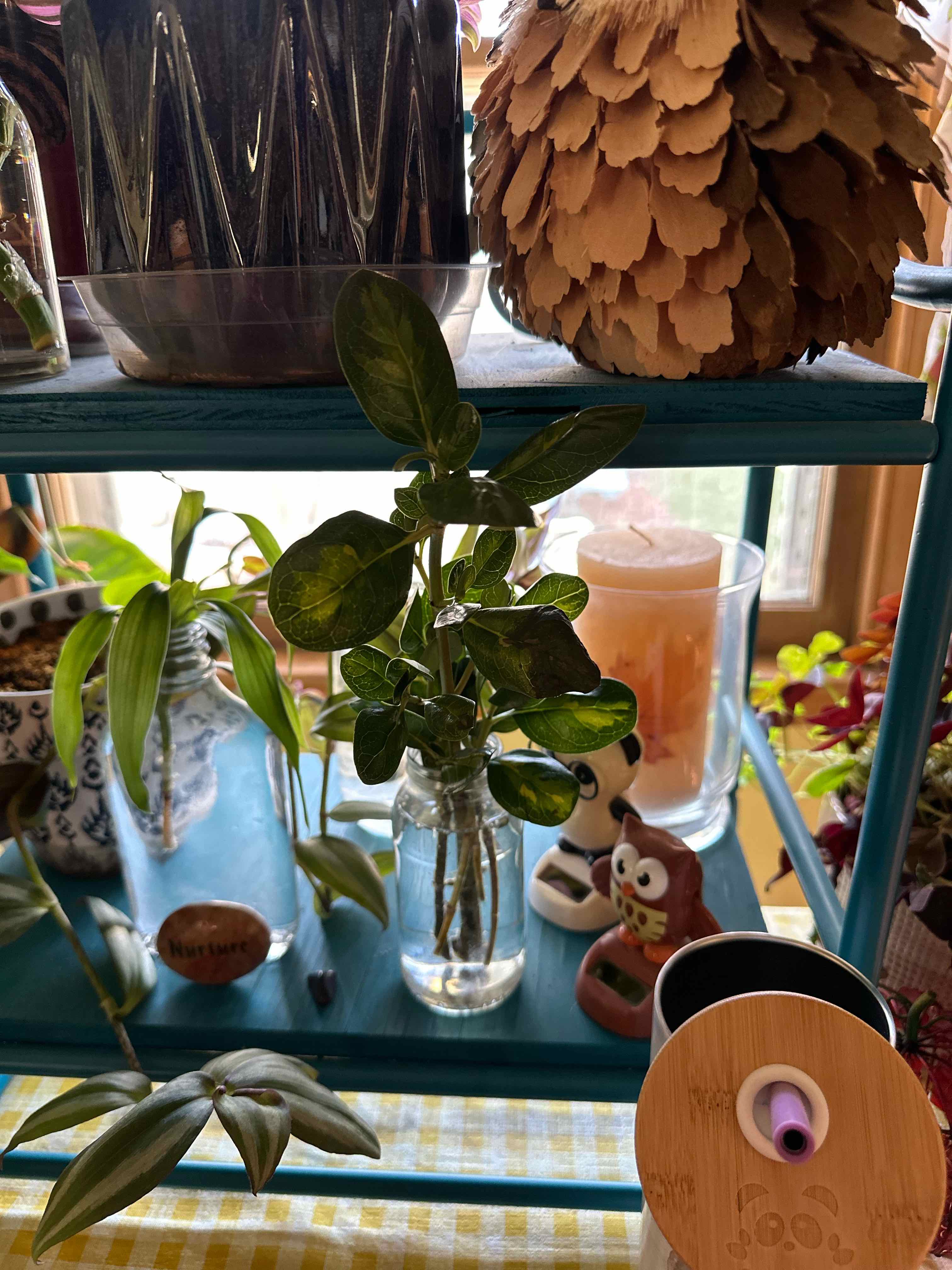 Propagating My Mirror Bush: Step-by-Step Guide