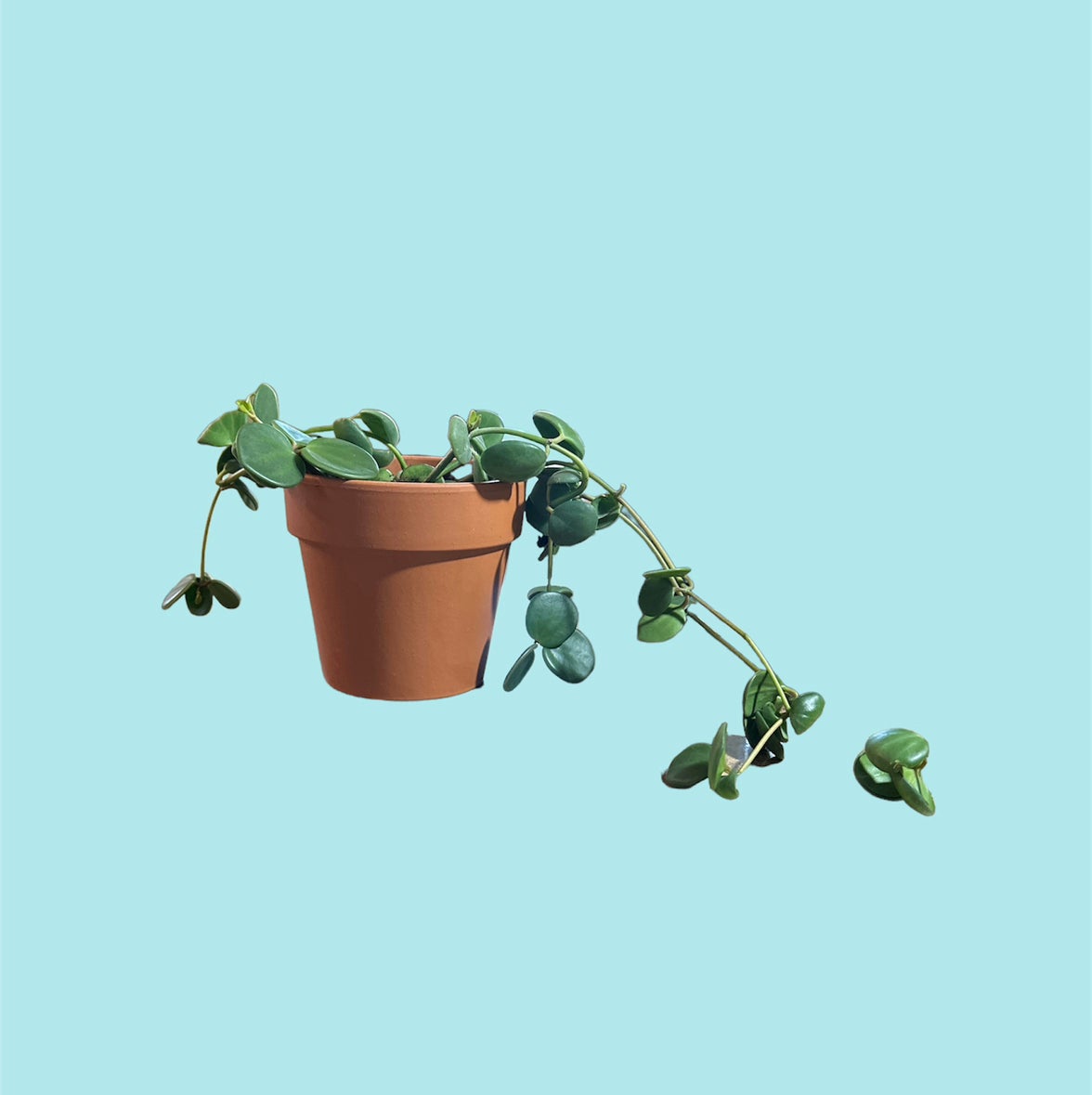 Propagating Your Peperomia 'Hope': Step-by-Step Guide