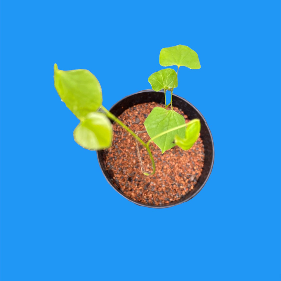 Propagating Eastern Redbud: The Ultimate Guide