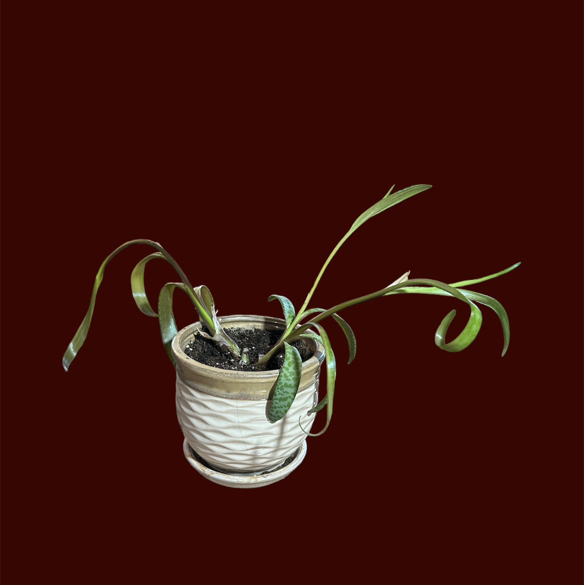 Propagating Silver Squill: Step-by-Step Guide