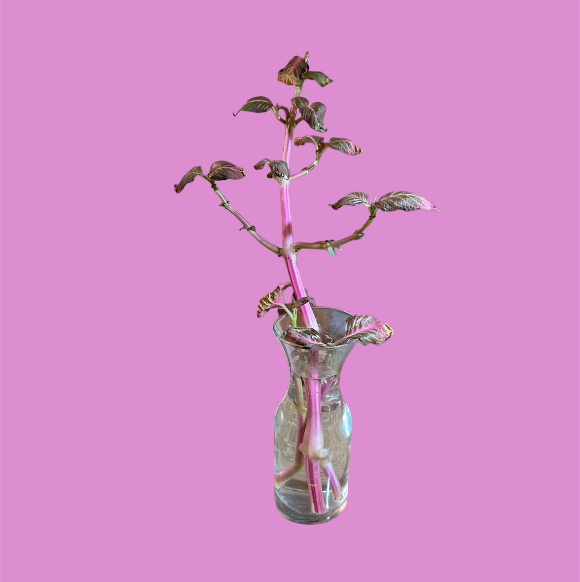 Year-Round Light Requirements For My Herbst's Bloodleaf