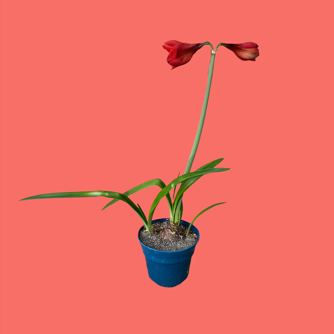 Hippeastrum 'Red Lion' Plant Care: Water, Light, Nutrients | Greg App 🌱