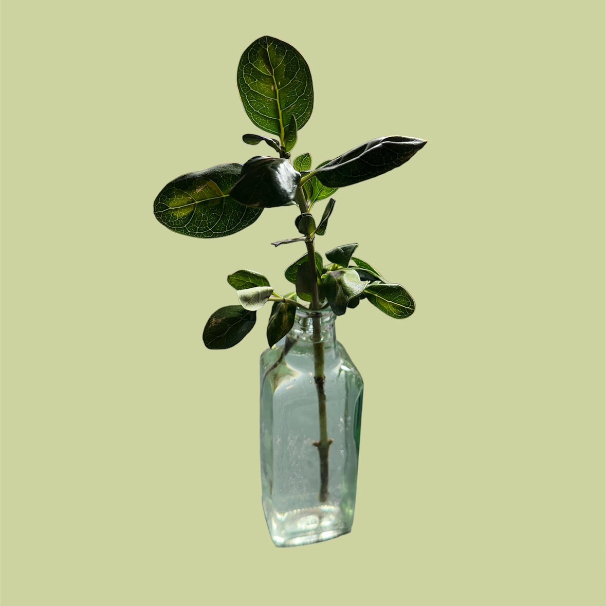 Propagating My Mirror Bush: Step-by-Step Guide