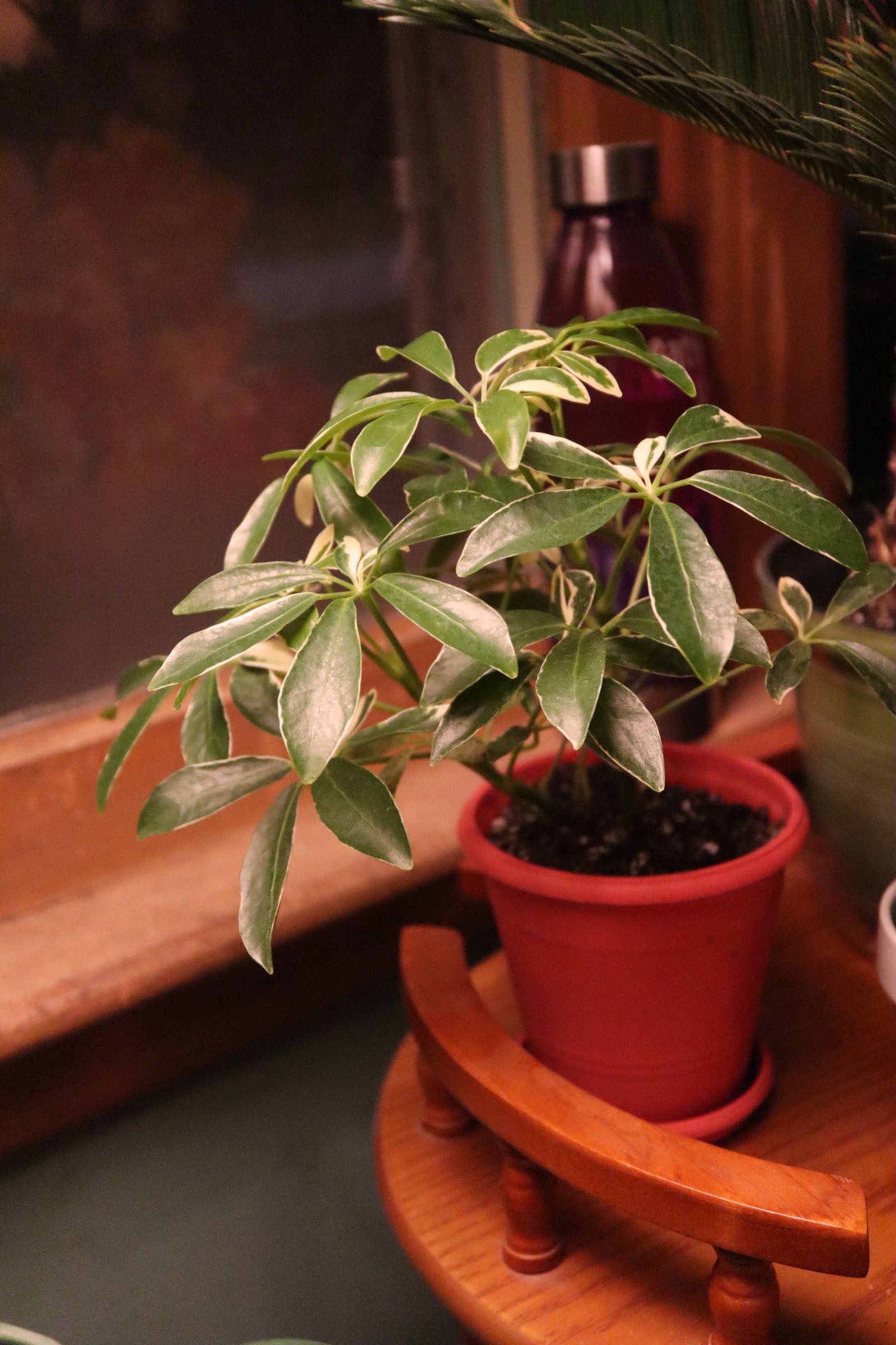 How to Care for Variegated Dwarf Umbrella Tree: Mastering Water ...