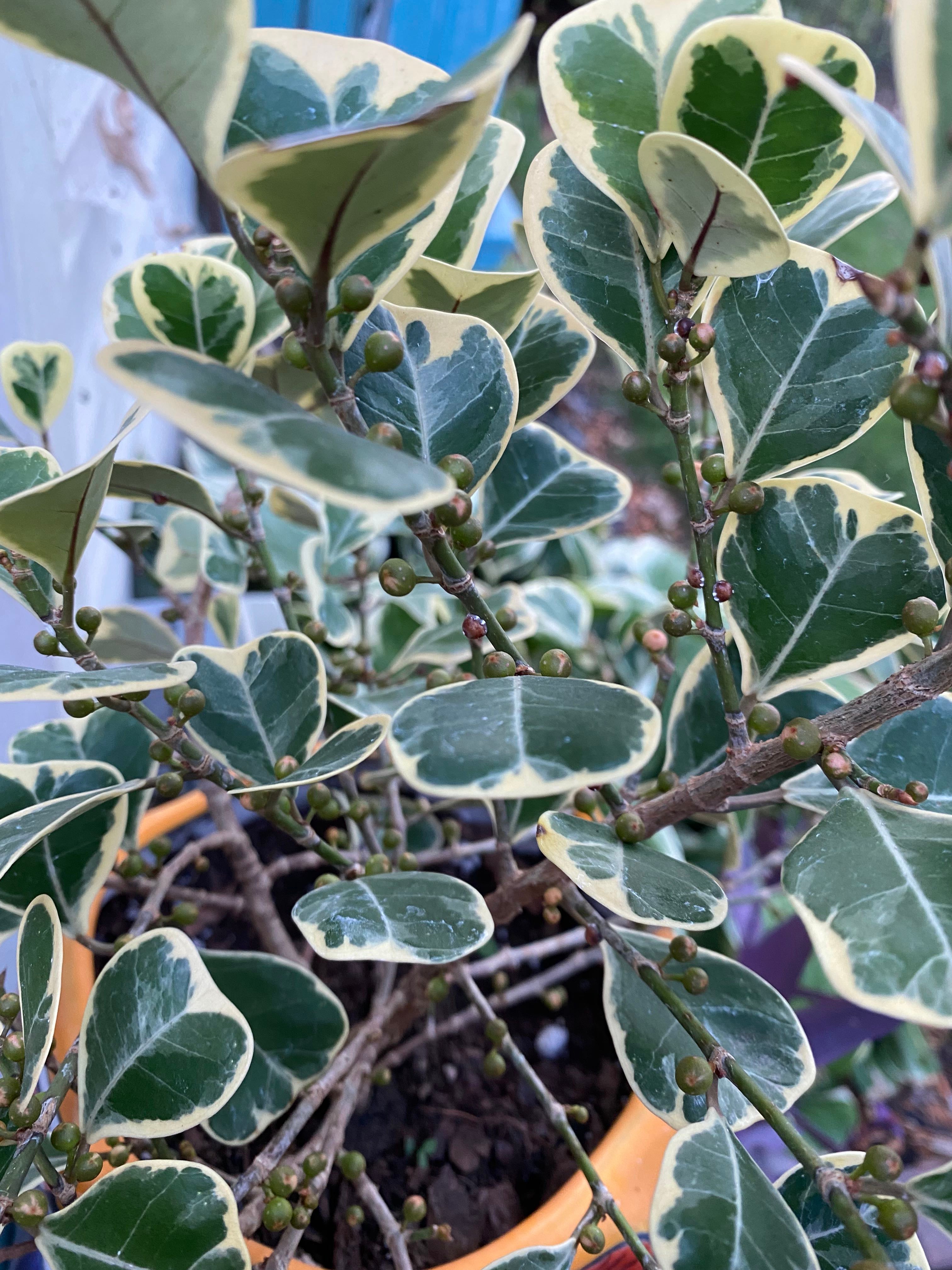 The Complete Ficus triangularis 'Variegata' Plant Care Guide: Water ...