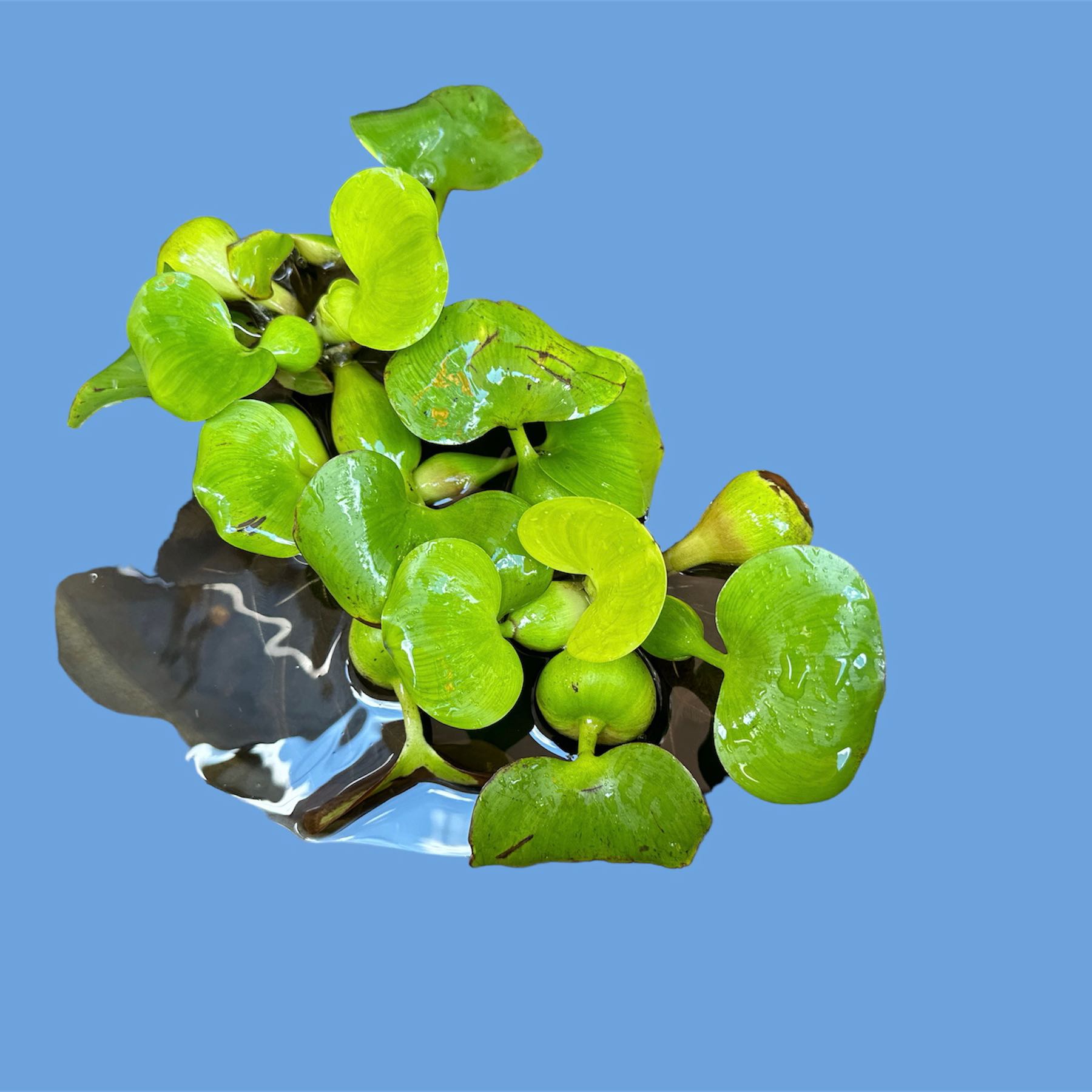 How Can You Tell If A Water Hyacinth Is Dying?