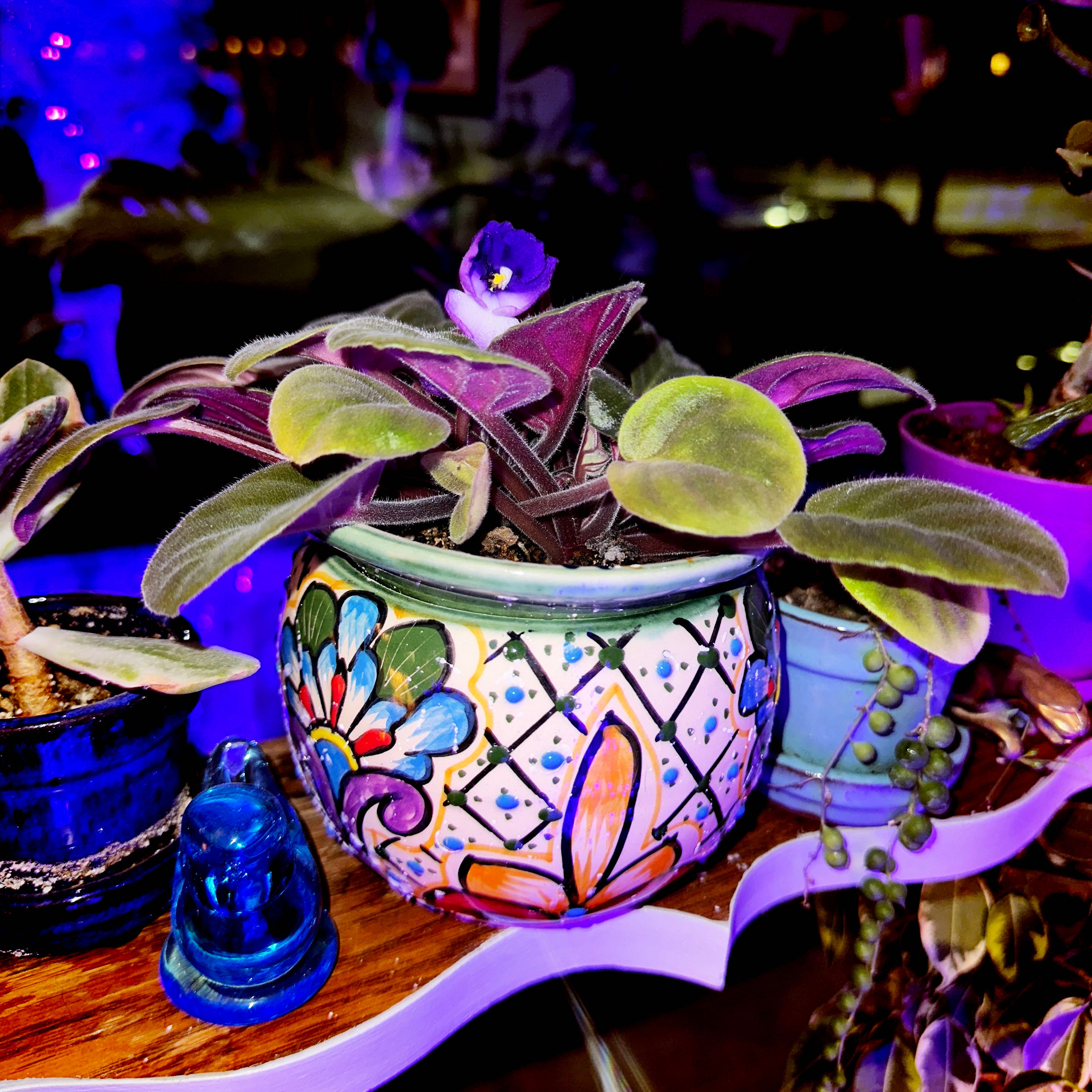 Keep Your Streptocarpus 'Pretty Turtle' Alive: Light, Water & Care ...