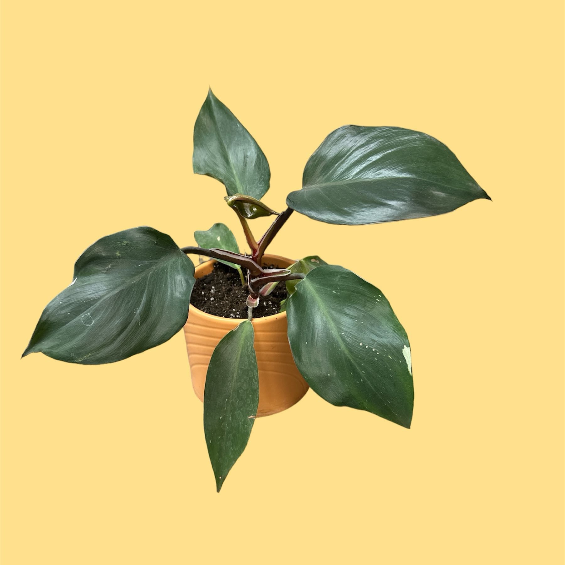 Black Spots on My Philodendron 'White Wizard' Leaves