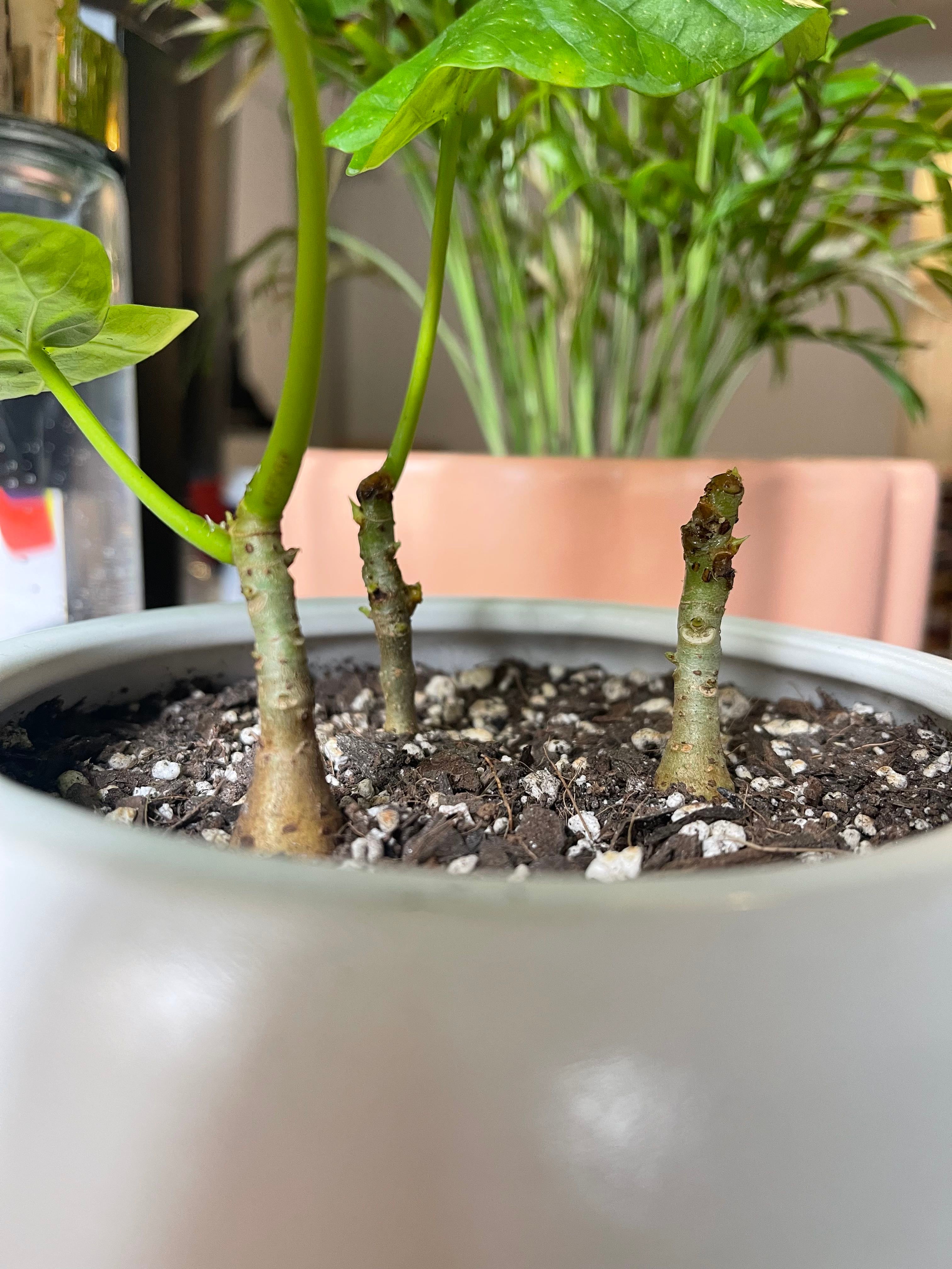 Propagating Ficus umbellata: Step-by-Step Guide
