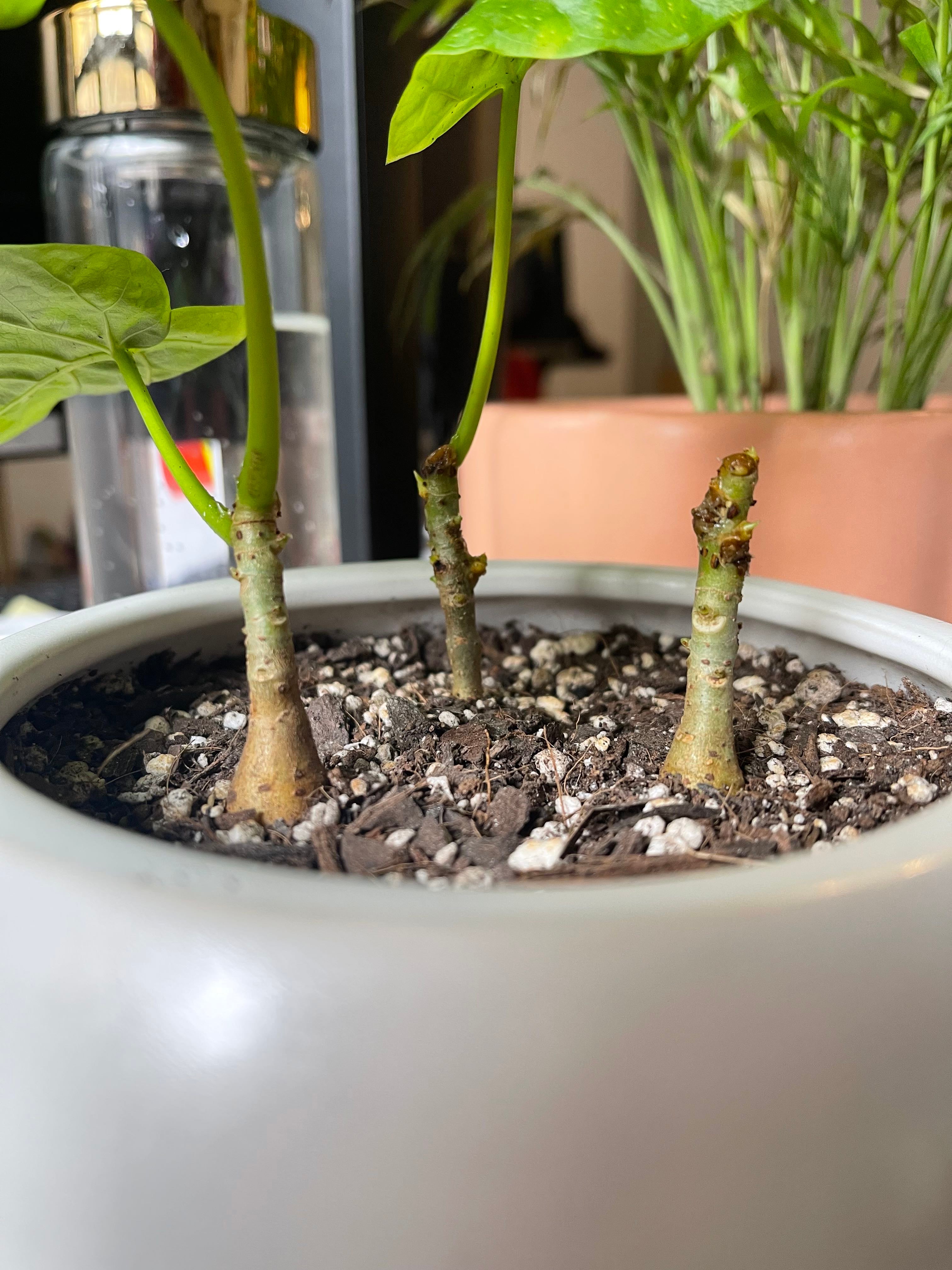 Propagating Ficus umbellata: Step-by-Step Guide