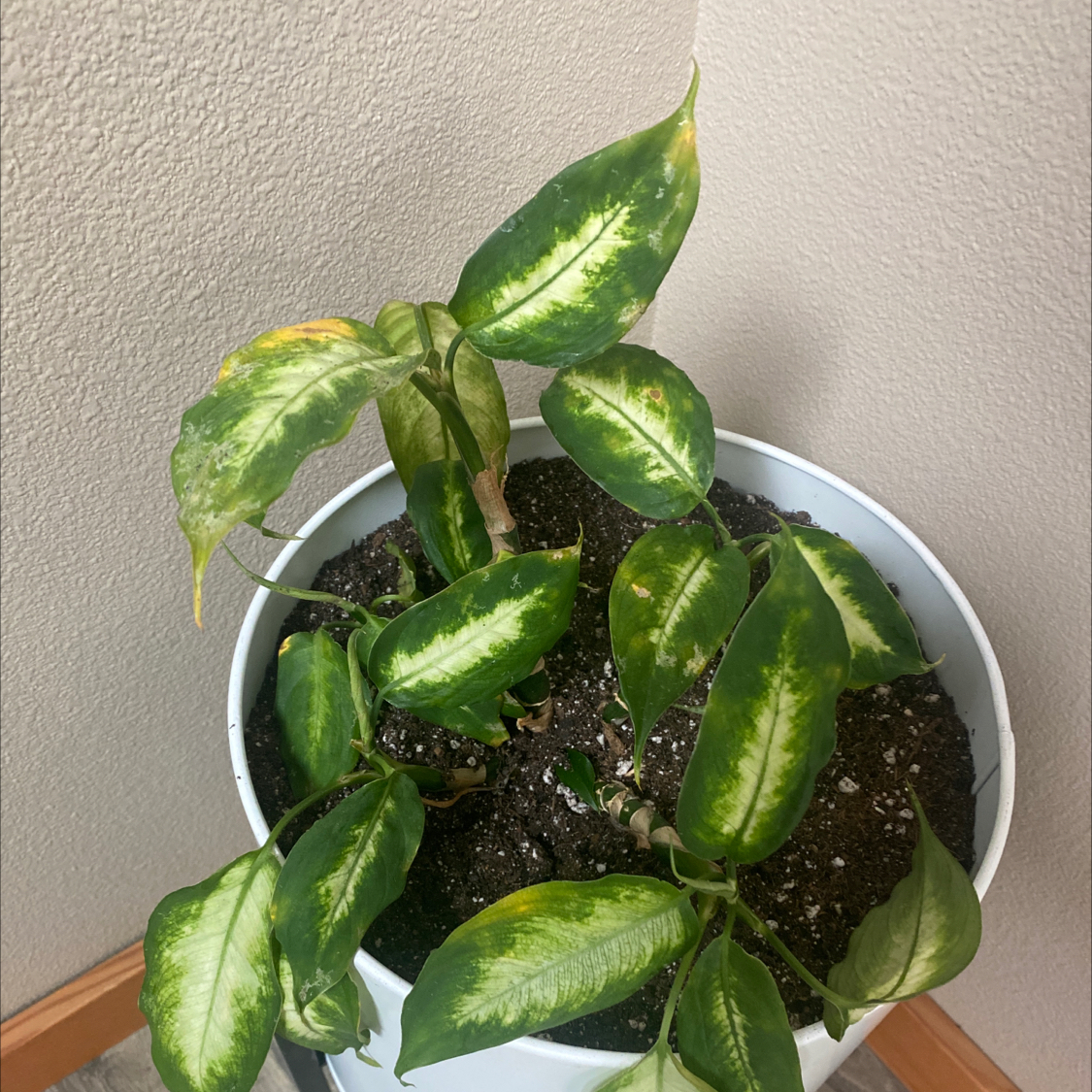 Luna | A plant by @ChirpyPhalsa on Greg