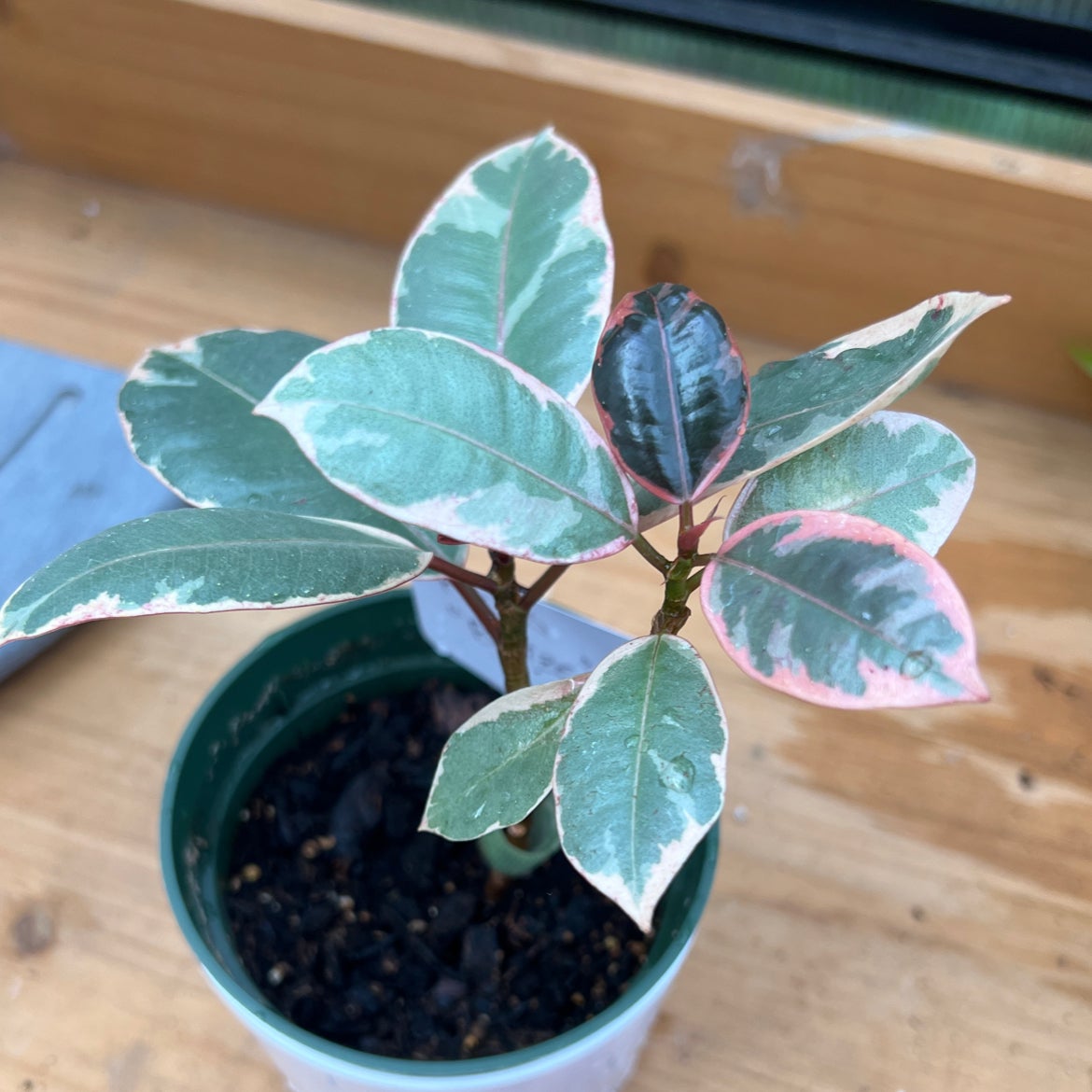 💧 Why Are My Ficus 'Belize' Leaves Mushy?