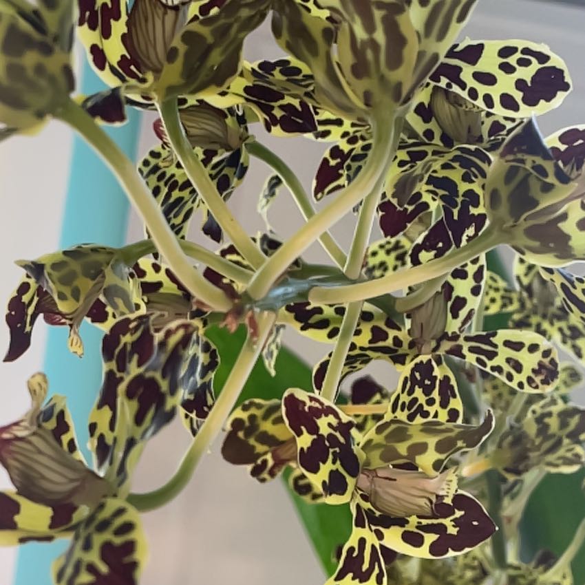 The Complete Grammatophyllum scriptum var. leopard Plant Care Guide ...