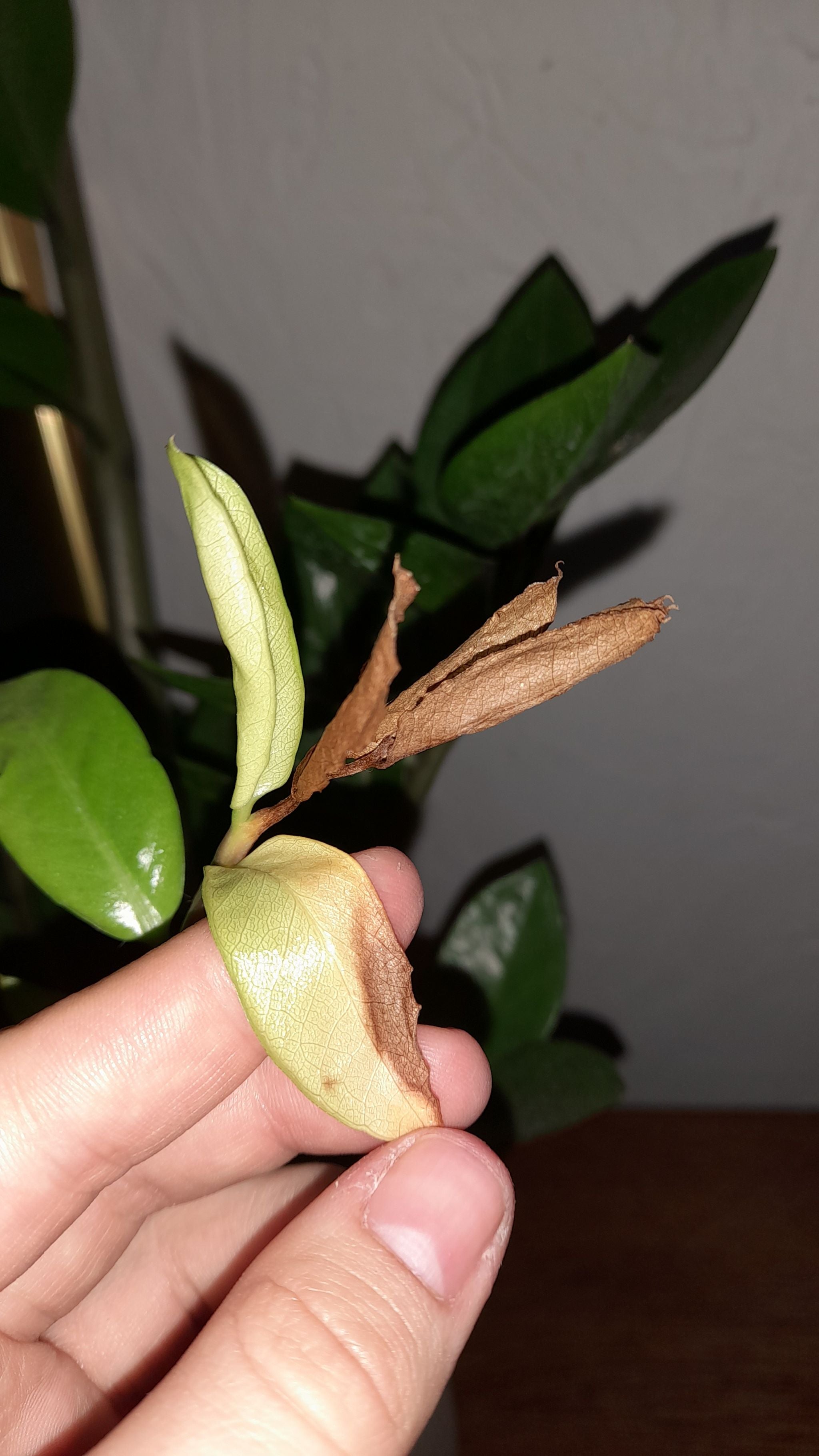 How to Care for ZZ Plant: Mastering Water, Sunlight & More