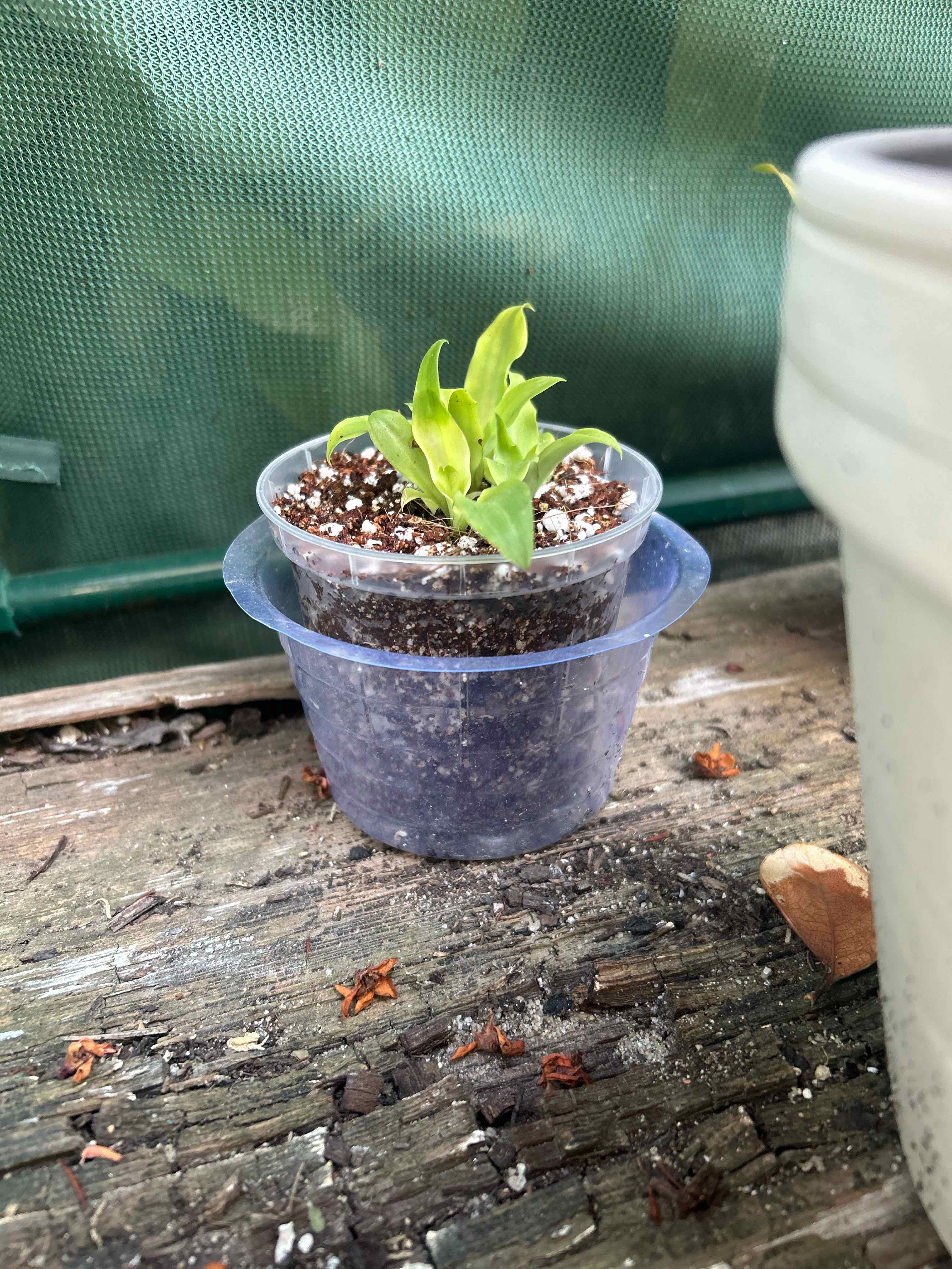 African Plume Orchid Plant Care: Water, Light, Nutrients | Greg App 🌱