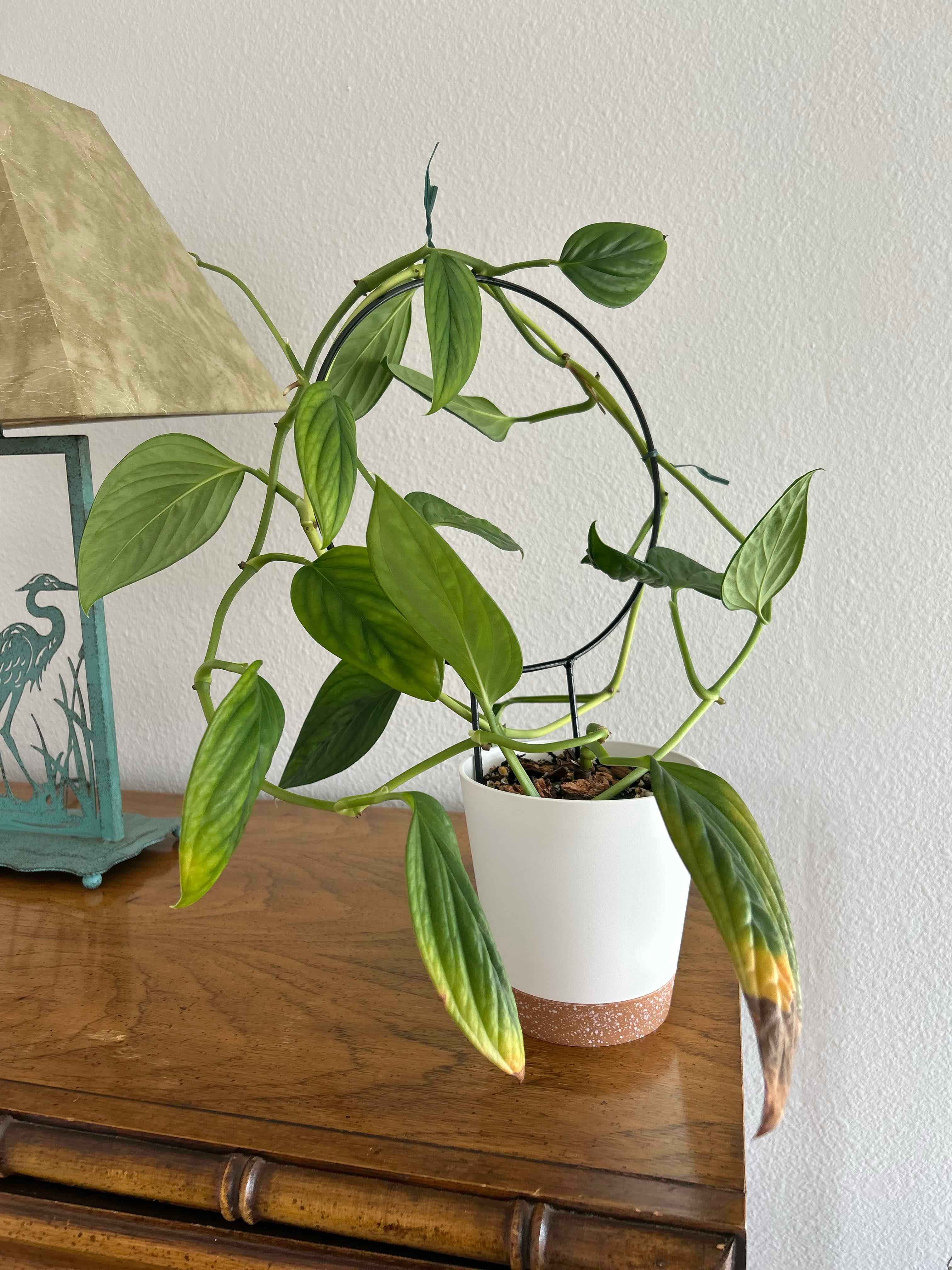 Monstera Radicans Plant Care: Water, Light, Nutrients | Greg App 🌱