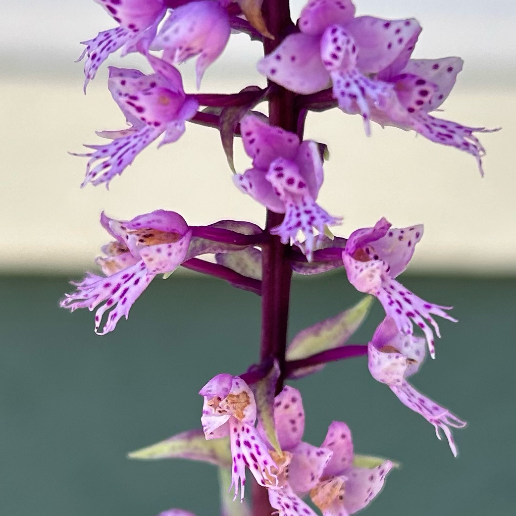 African Plume Orchid Plant Care: Water, Light, Nutrients | Greg App 🌱
