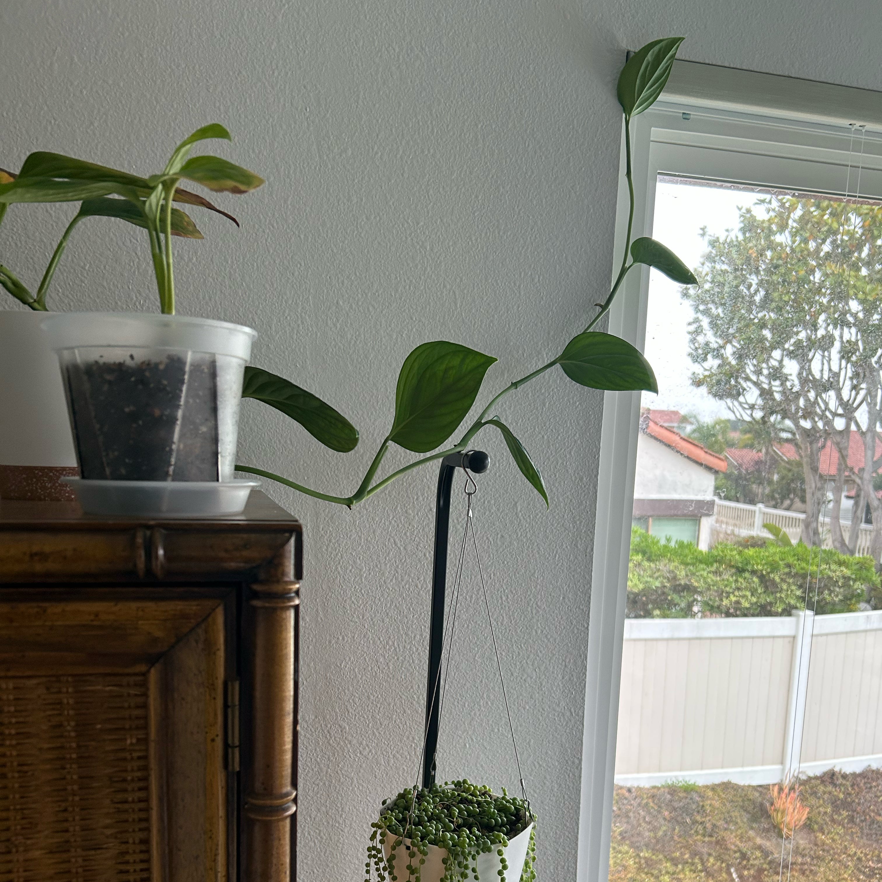 Monstera Radicans Plant Care: Water, Light, Nutrients | Greg App 🌱