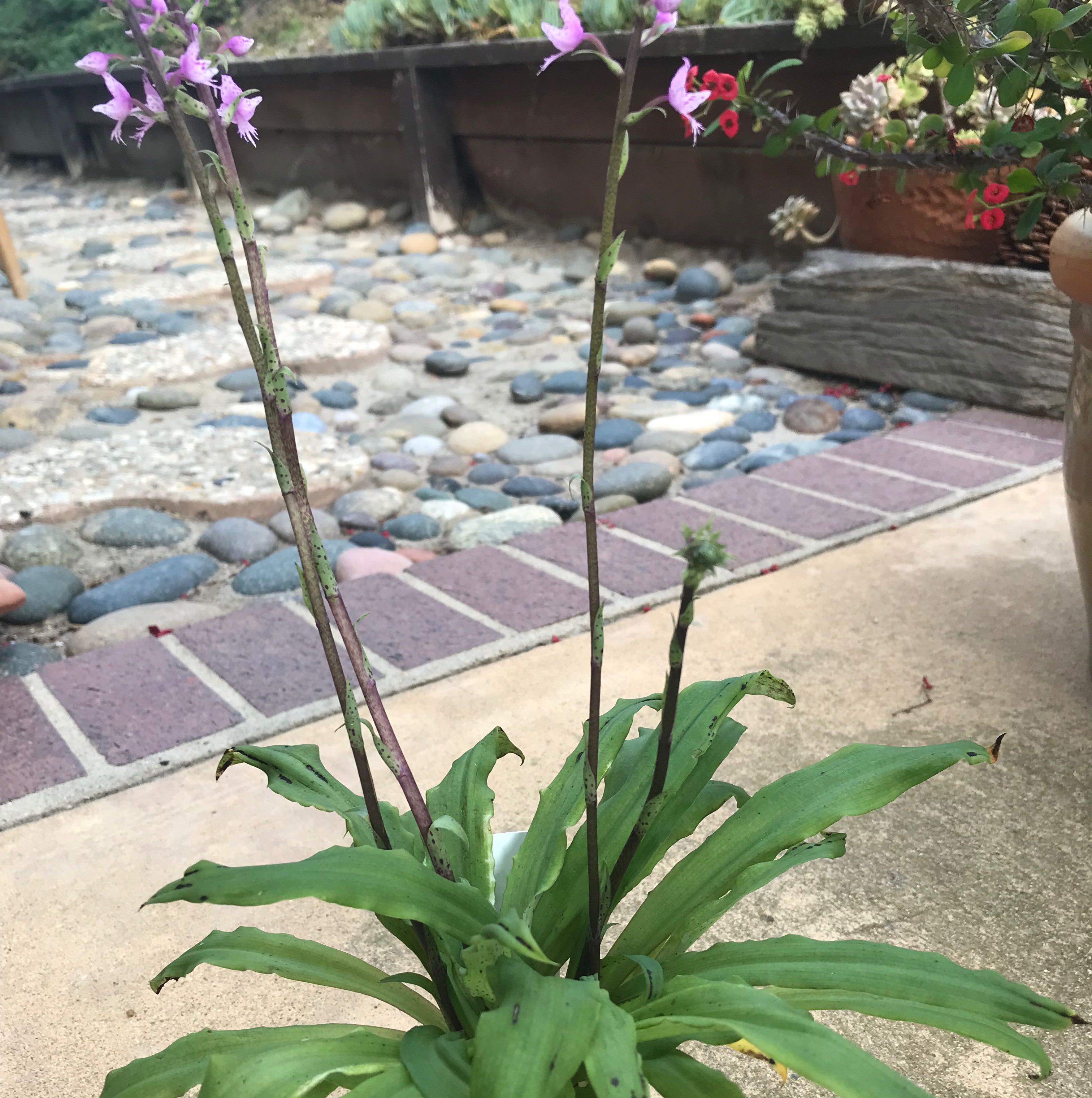 African Plume Orchid Plant Care: Water, Light, Nutrients | Greg App 🌱