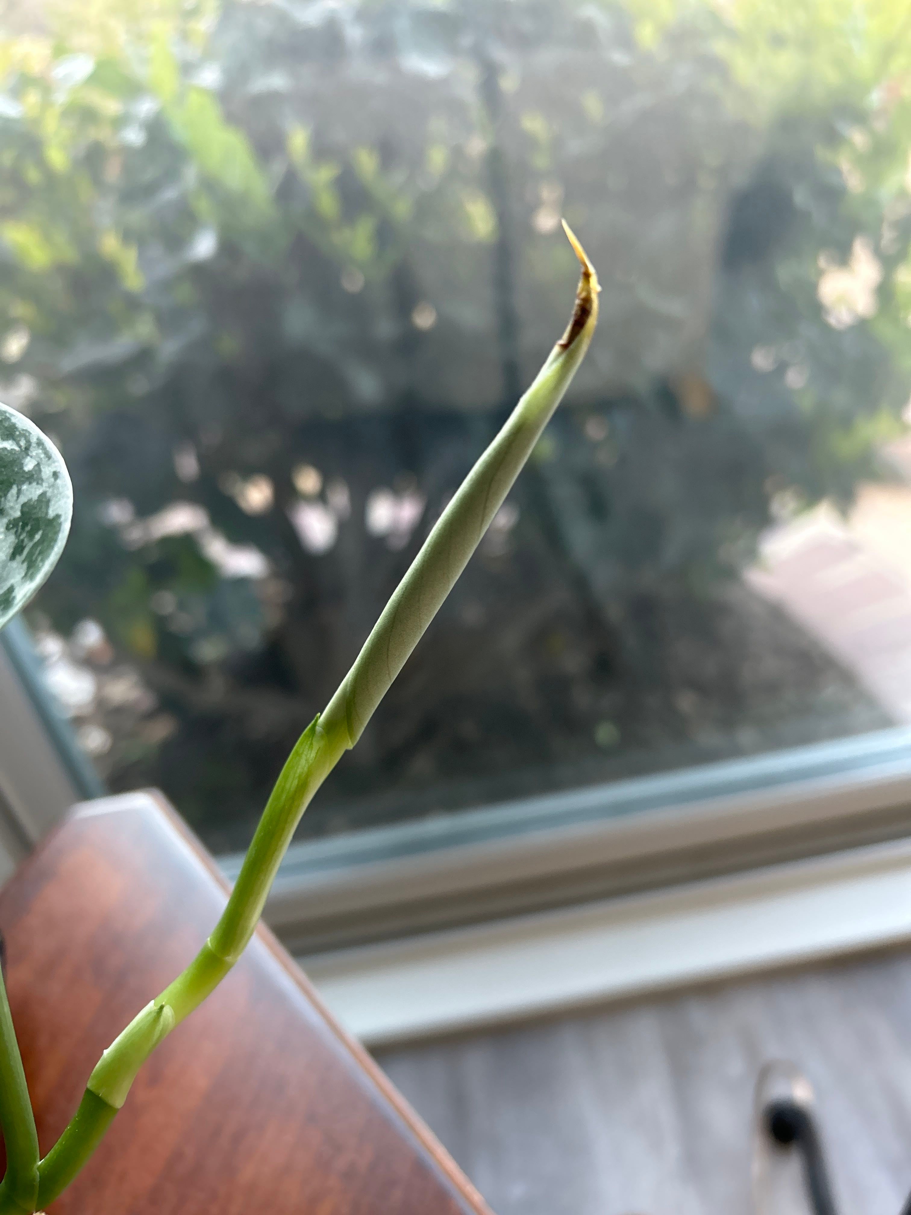 What’s up with scindapsis aka satin pothos?