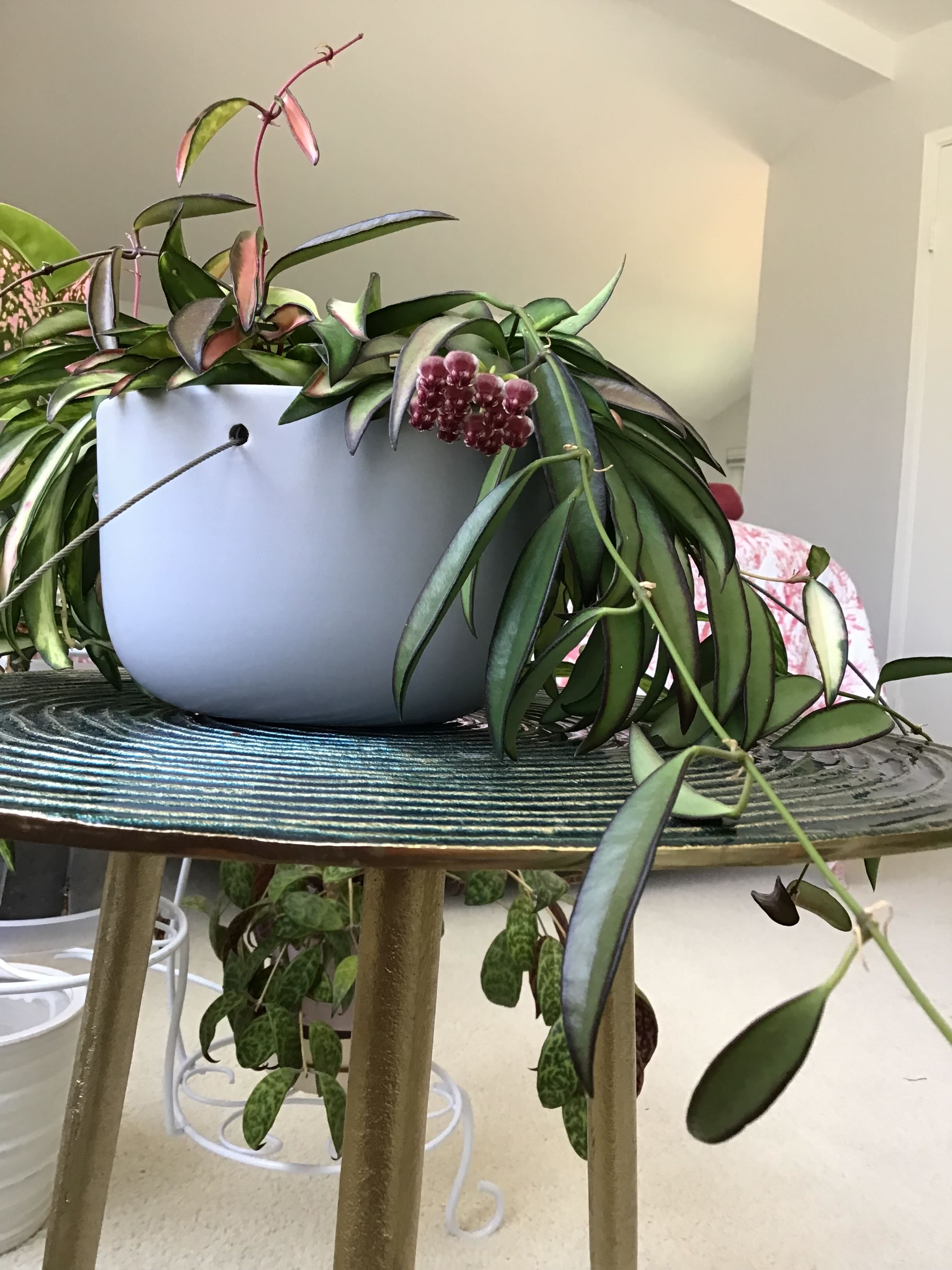 Keep Your Variegated Moon Cactus Alive: Light, Water & Care Instructions