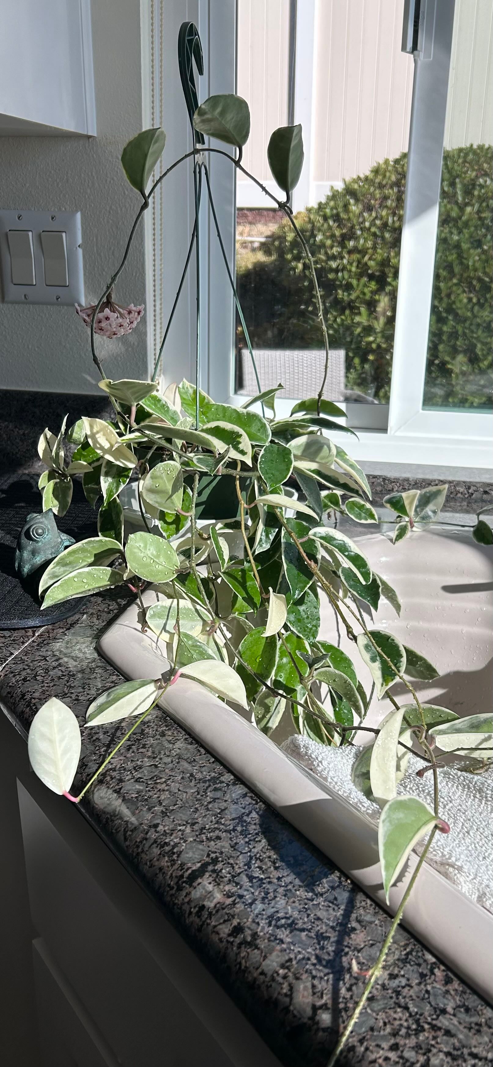 Why Are There Black Spots on My Hoya 'Kaimuki' Leaves?
