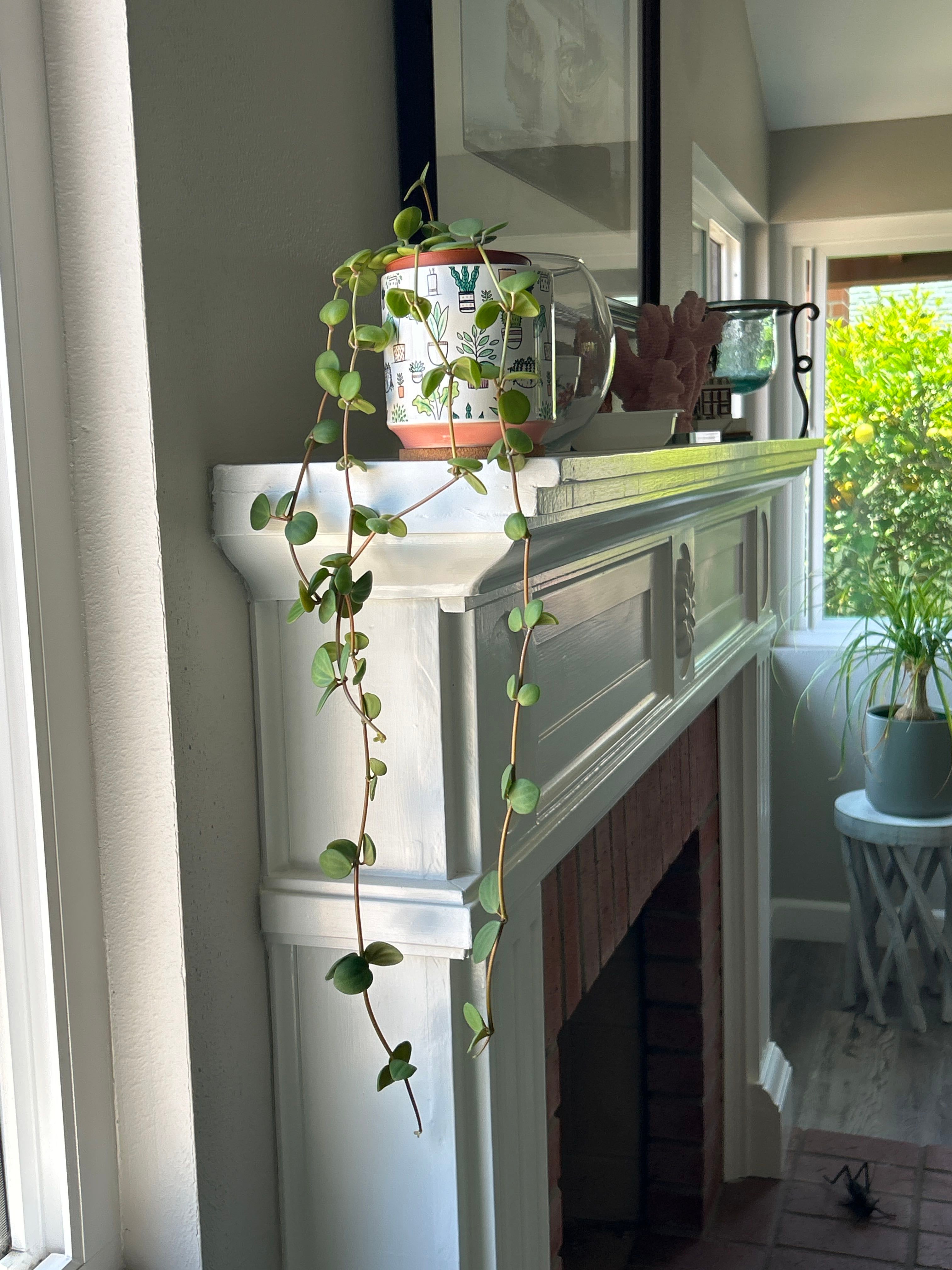 Peperomia Jitterbug Plant Care: Water, Light, Nutrients | Greg App 🌱