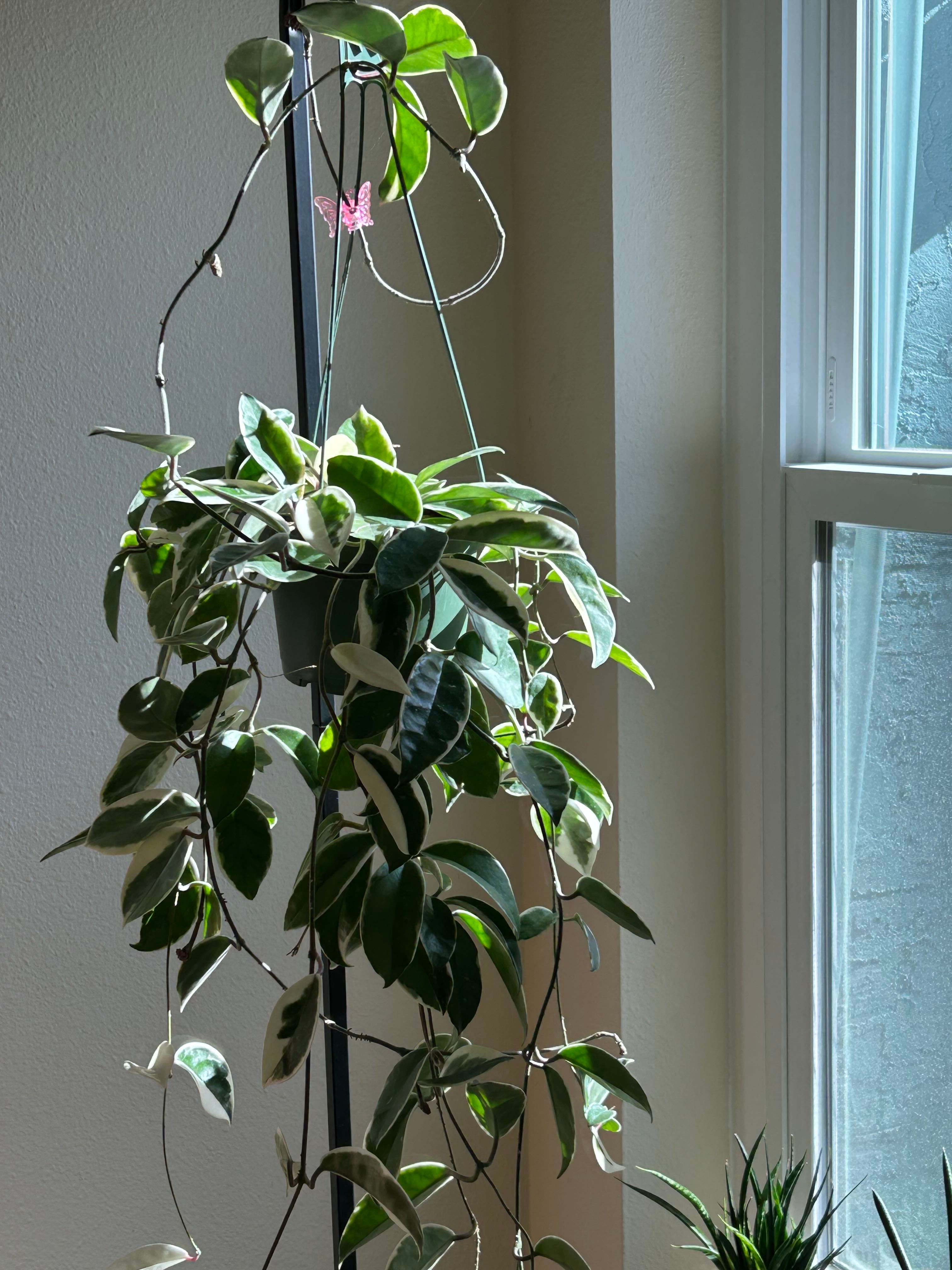 💡 4 Secret Hoya Archboldiana Landscaping Tricks