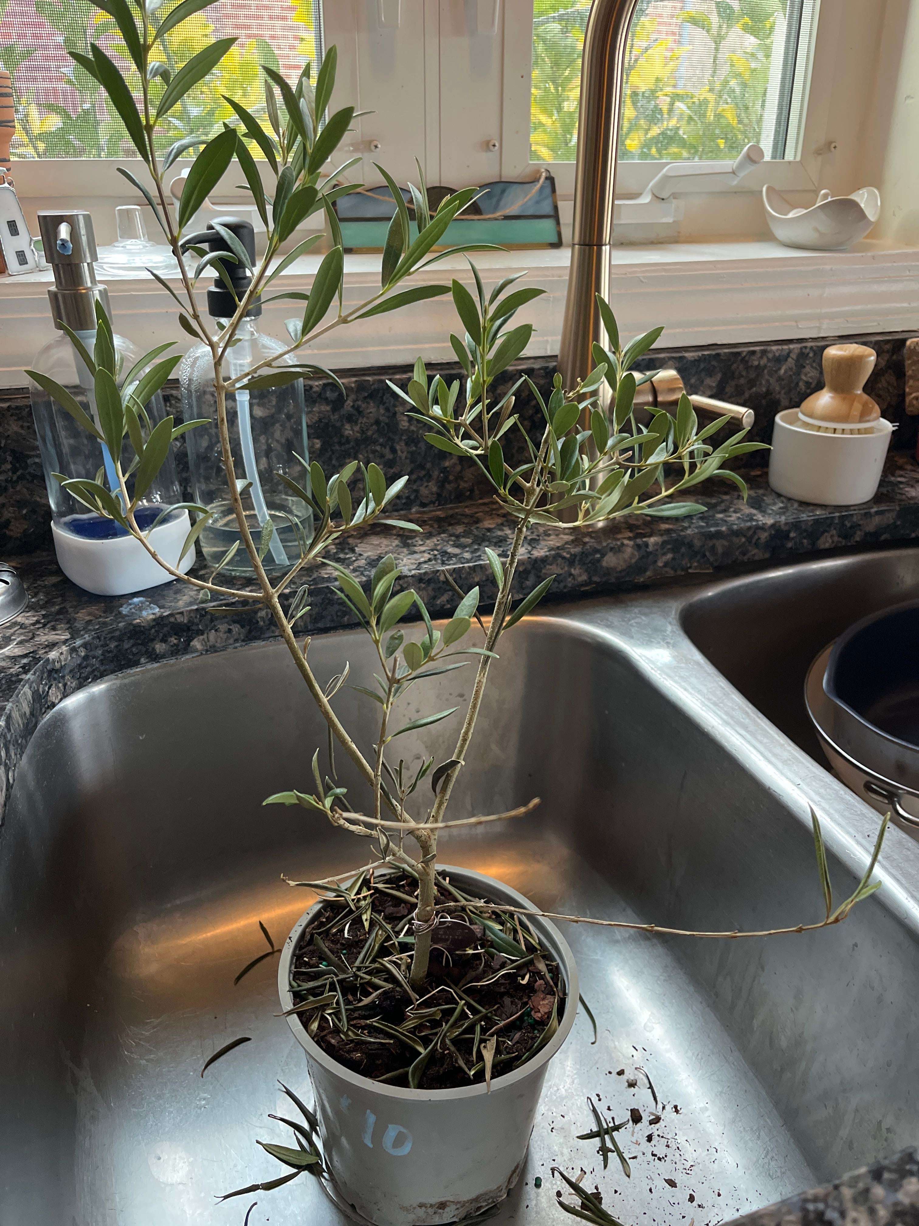 🫒 Planting Olive Tree in the Ground: A Step-by-Step Guide