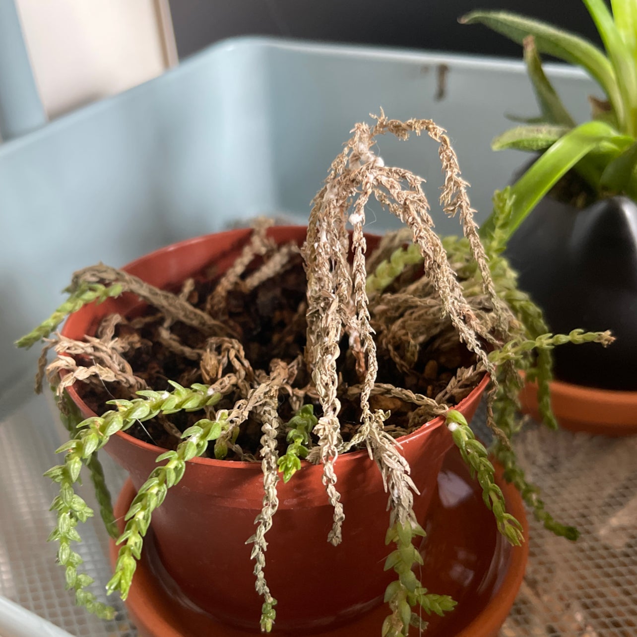 Why Are My Princess Pine Leaves Mushy? 💧