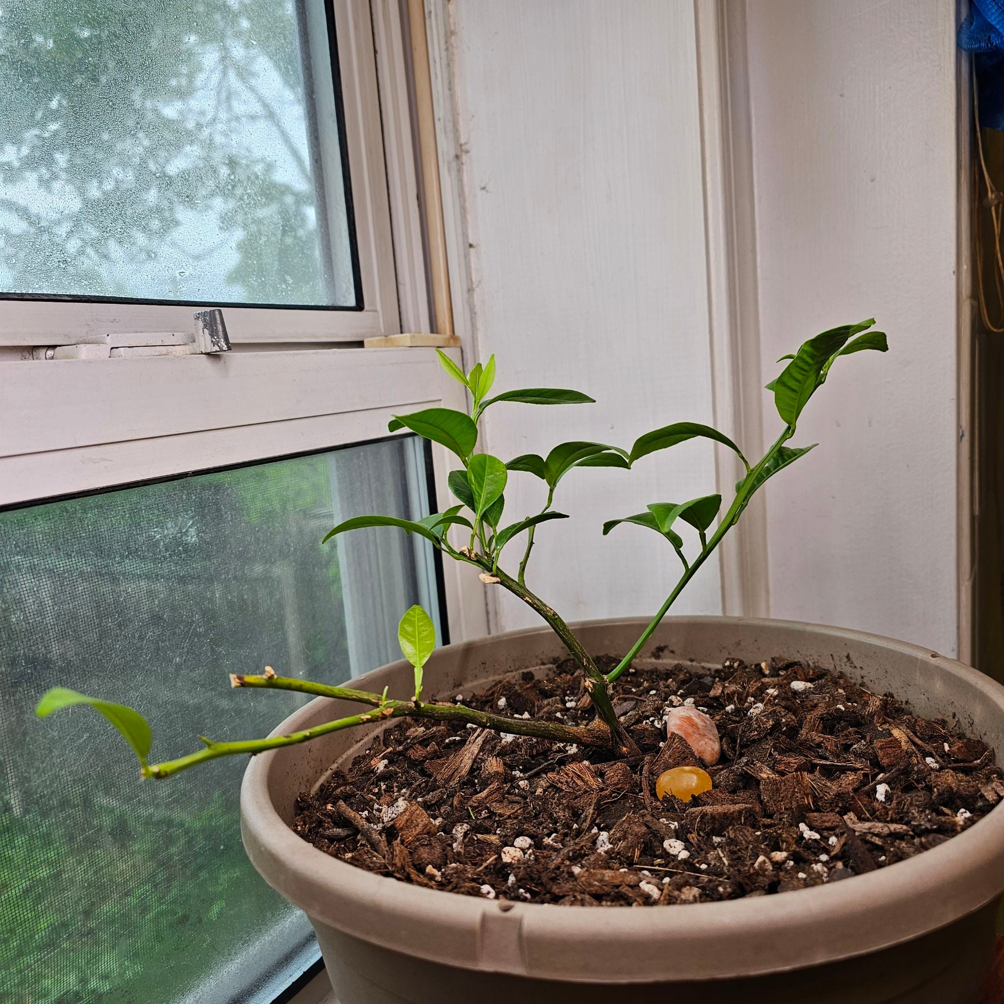 🍊 Choosing Fertilizer For My Mandarin Orange