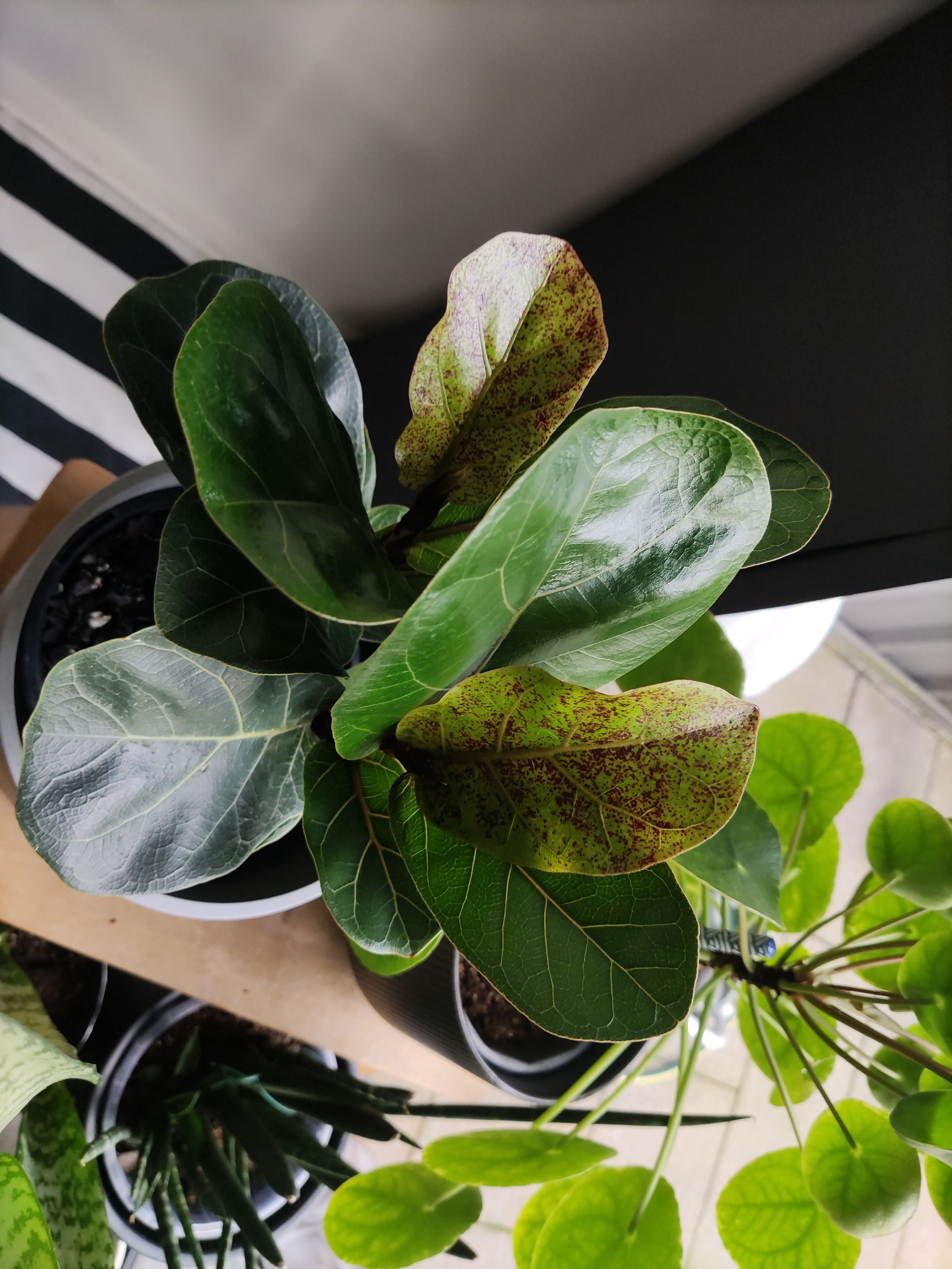 8 Perfect Plant Partners for Dwarf Fiddle Leaf Fig 🍃