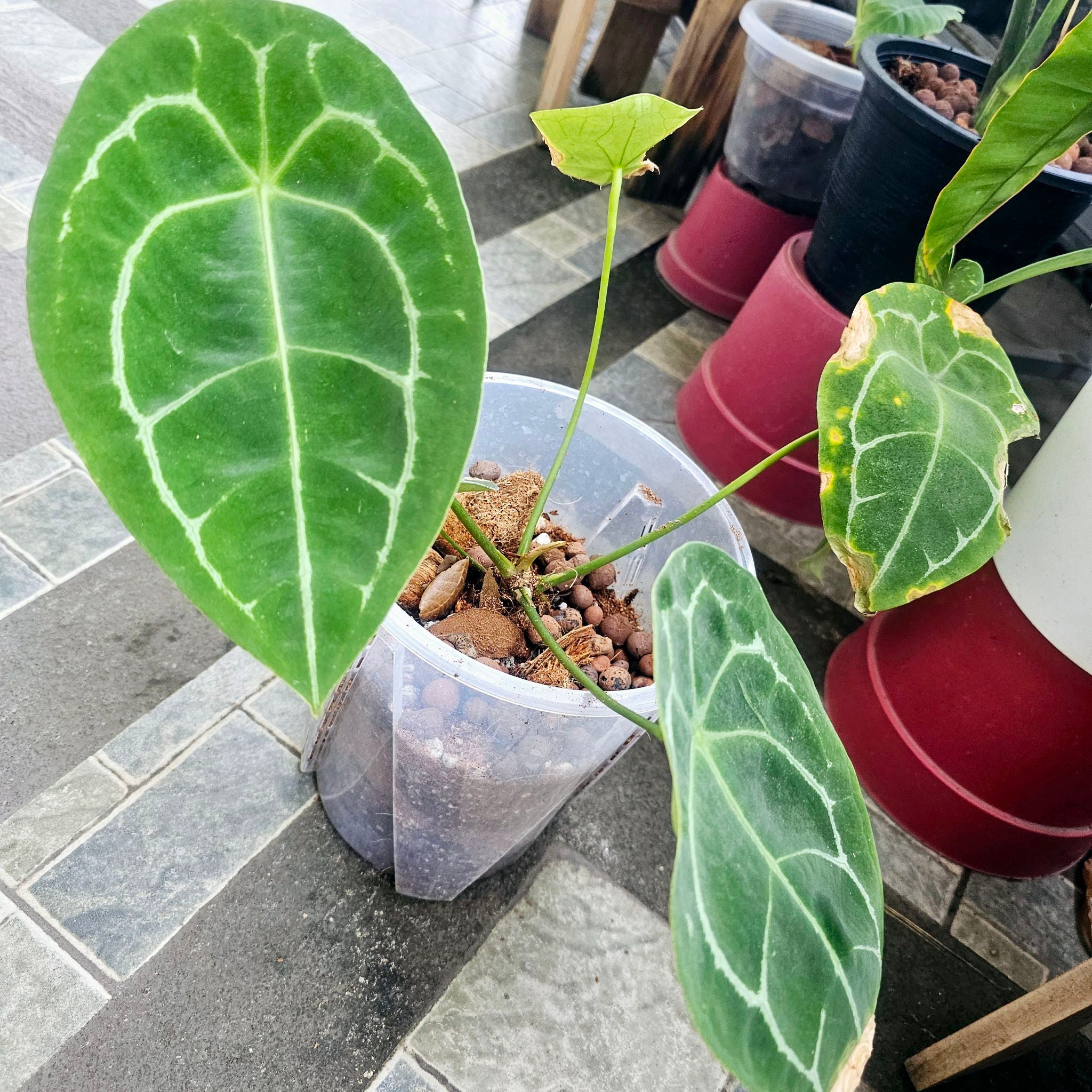 💧 How Do I Cure Anthurium Forgetii Root Rot?