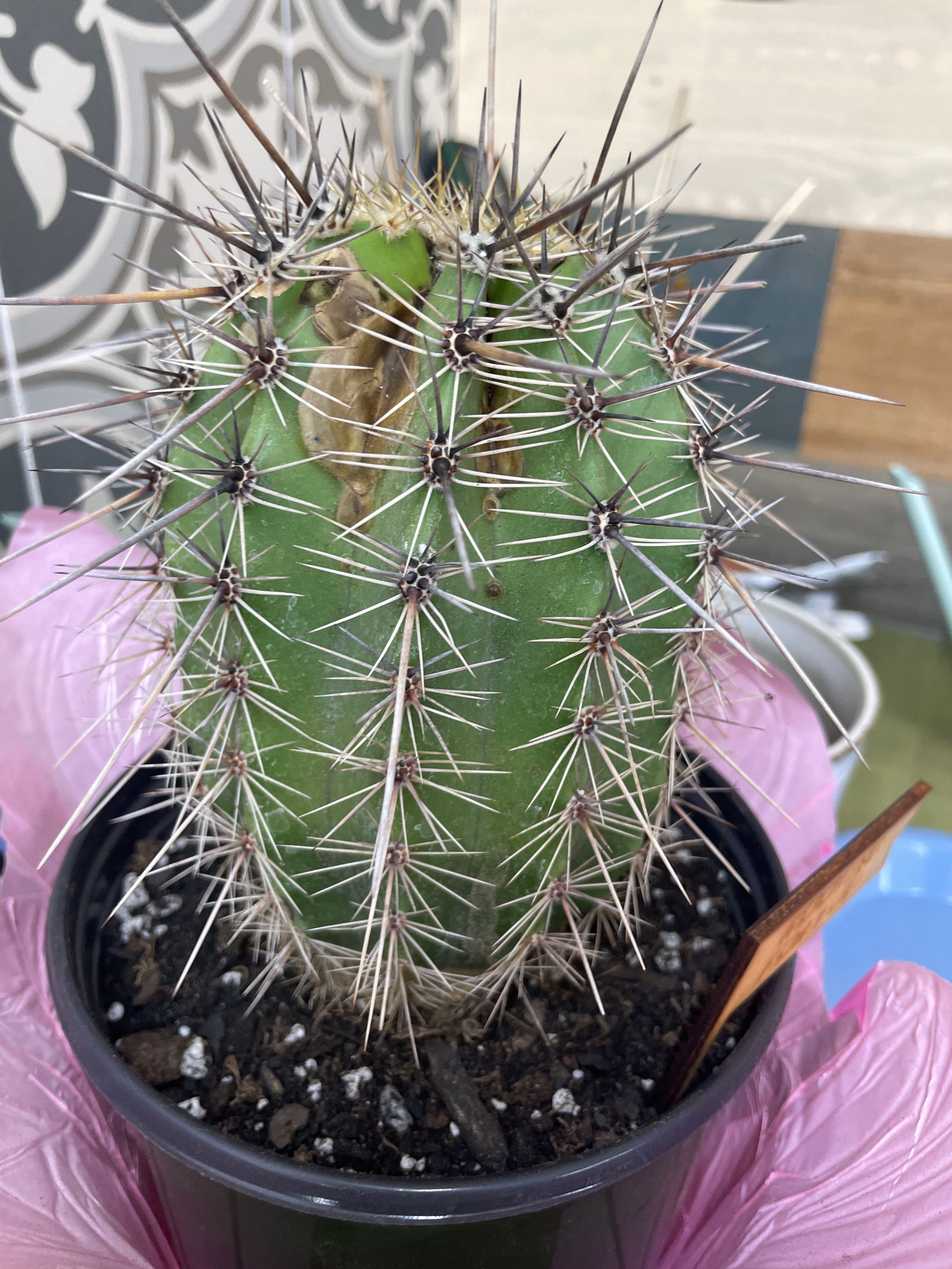 Plant was outgrowing pot , is this why spots appeared on ...